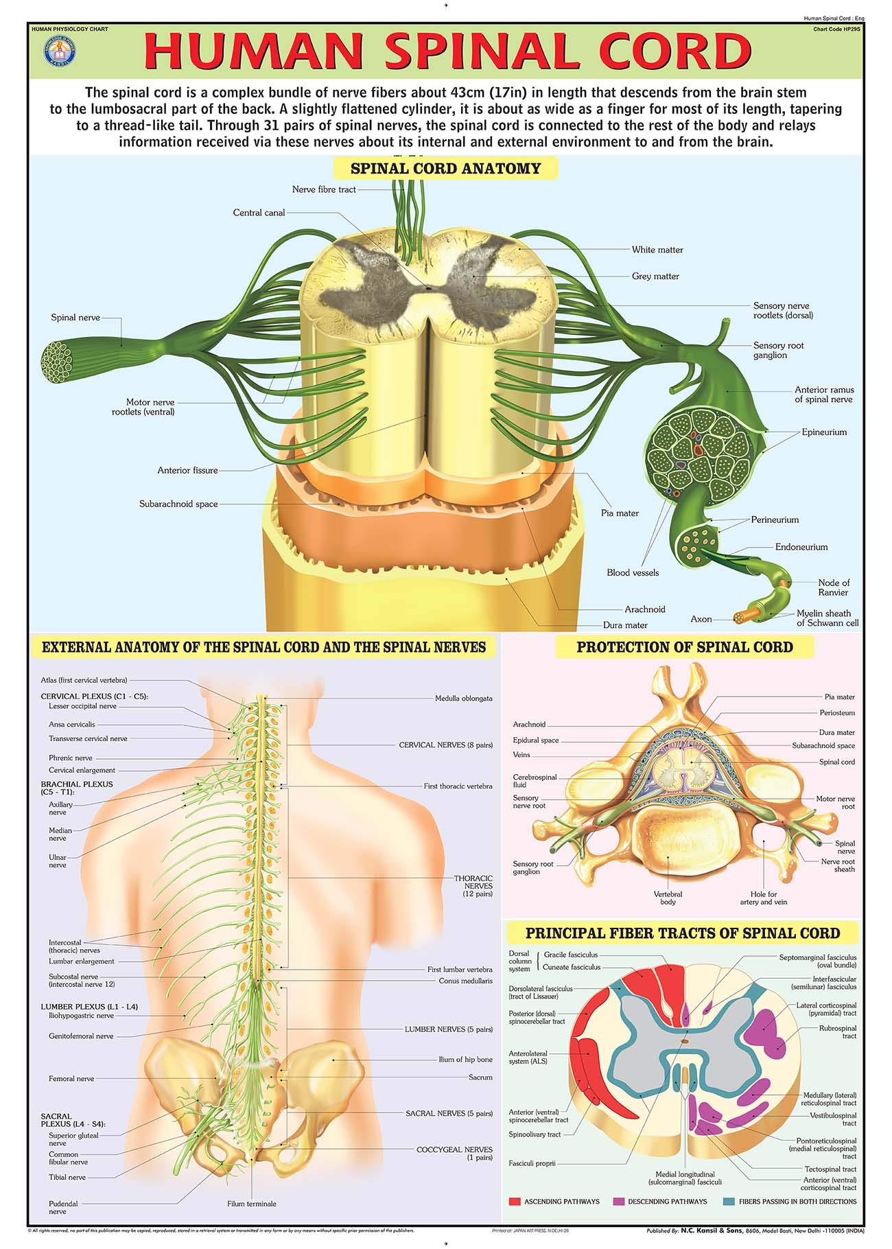 Spinal Cord Histology Spinal Cord Spinal Human Anatomy