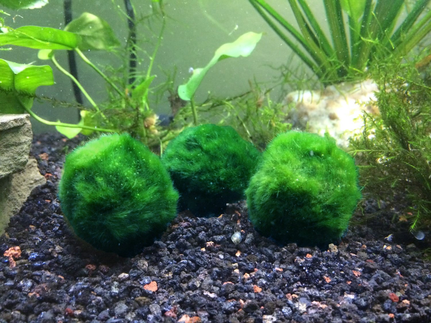 Giant Marimo Moss Ball