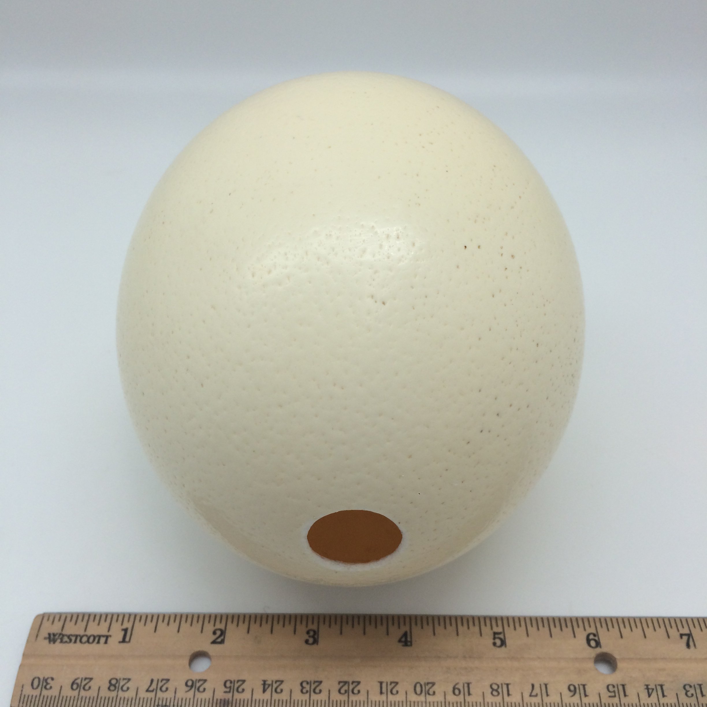 Empty Egg Shell
