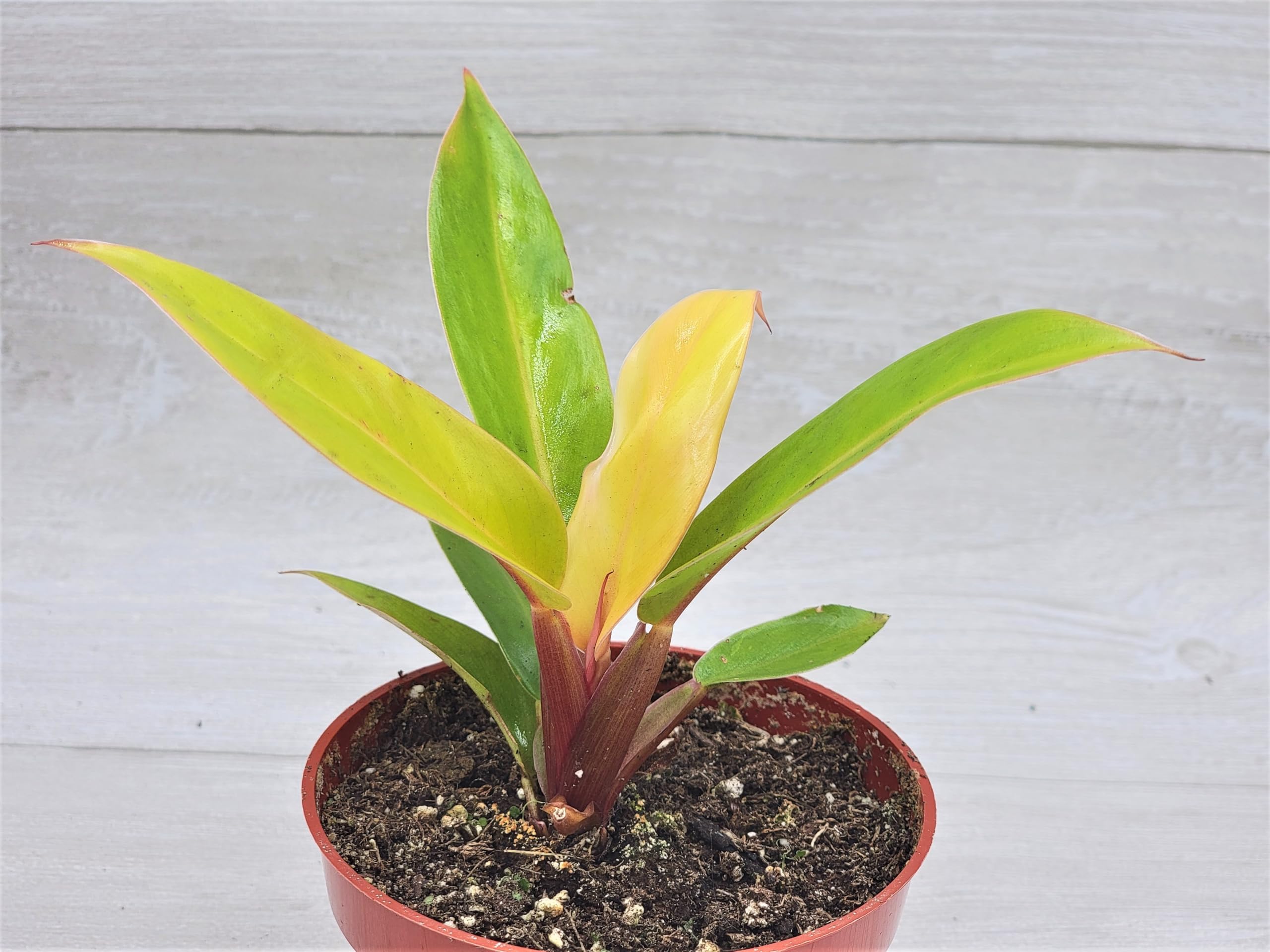 Amazon.com : Hoya Variegated Compacta aka Variegated Hindu Rope Live ...