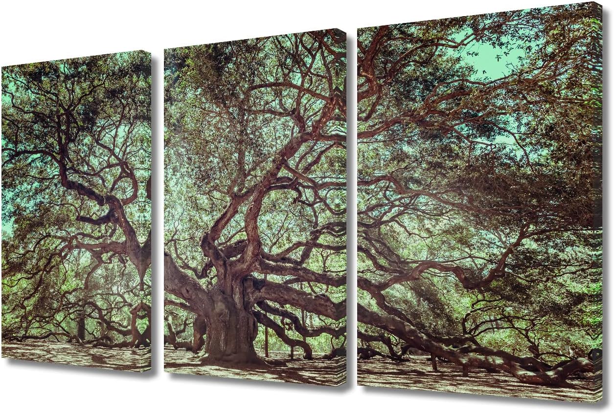 Amazon.com: 3 Panels Vintage Canvas Prints Angel Oak Tree Wall Art ...