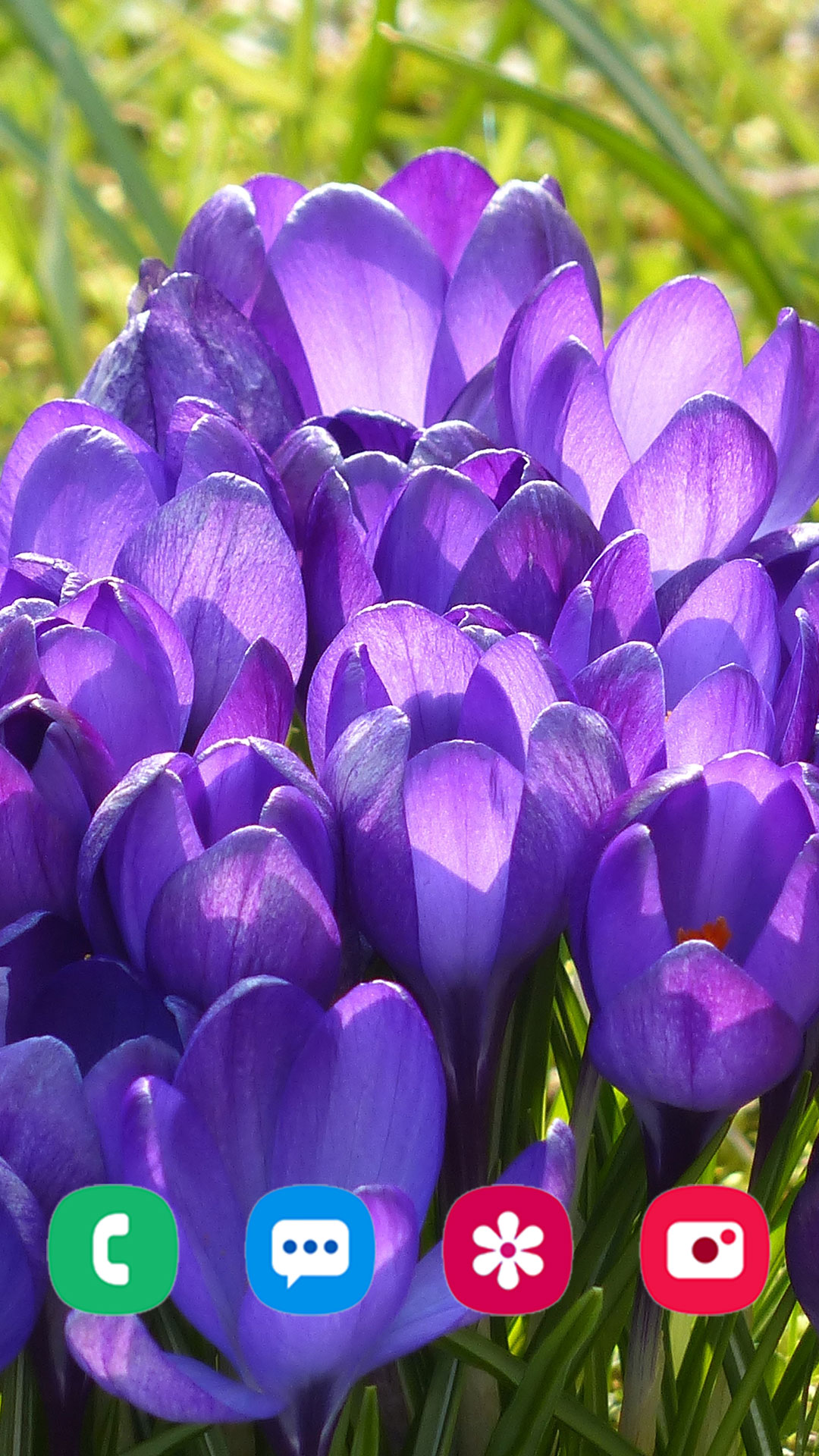 Spring Wallpapers - App on Amazon Appstore