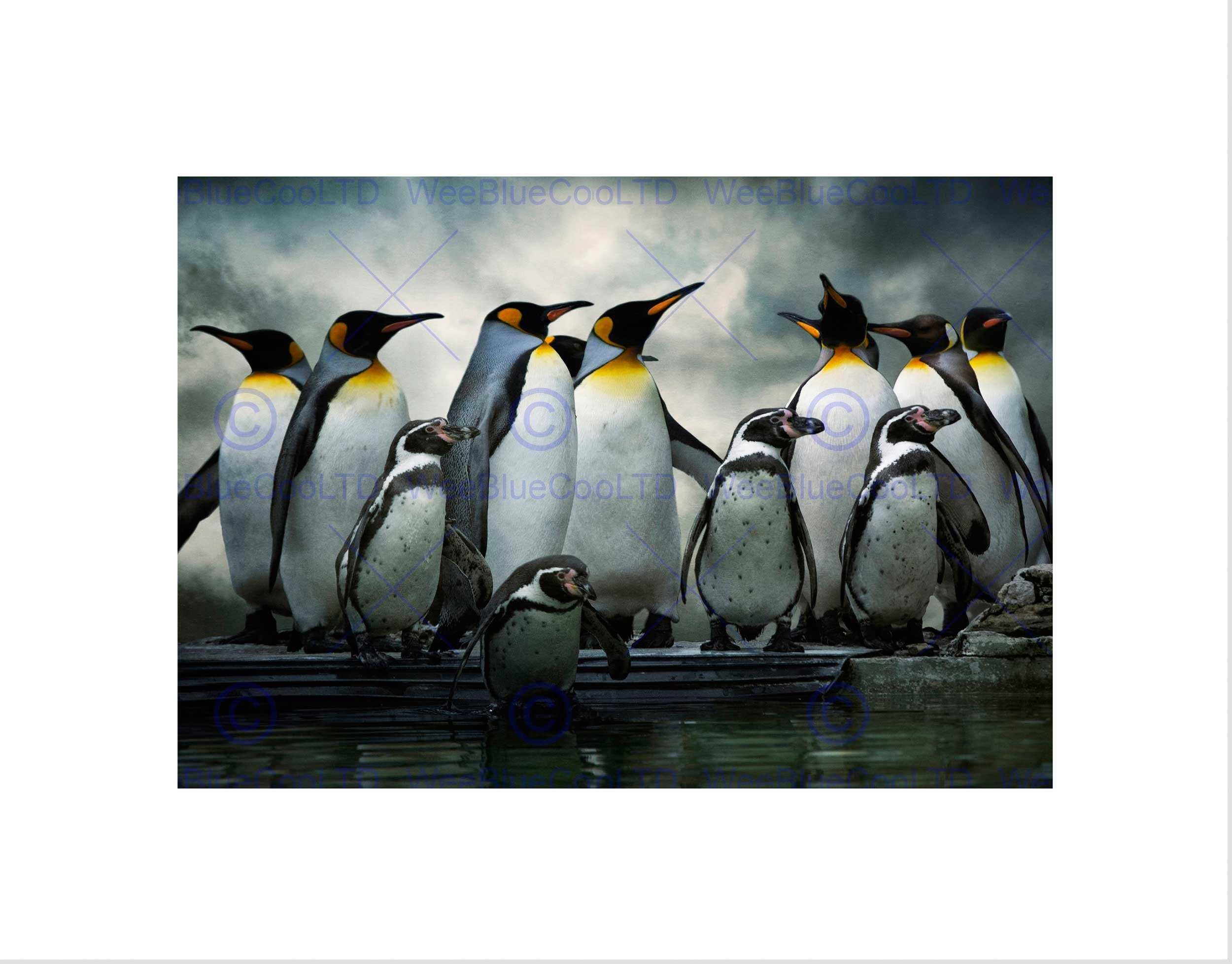 Emperor Penguin Huddle