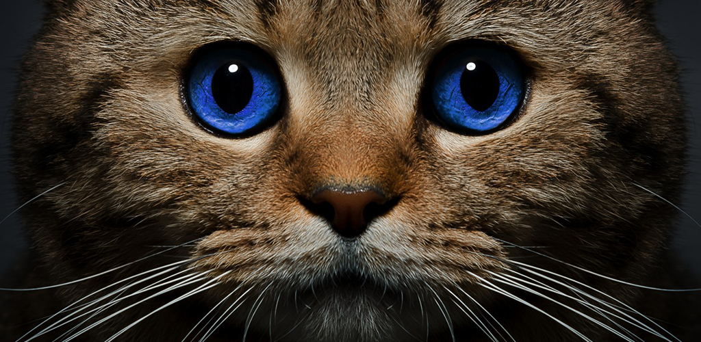 Find the Cat - App on Amazon Appstore