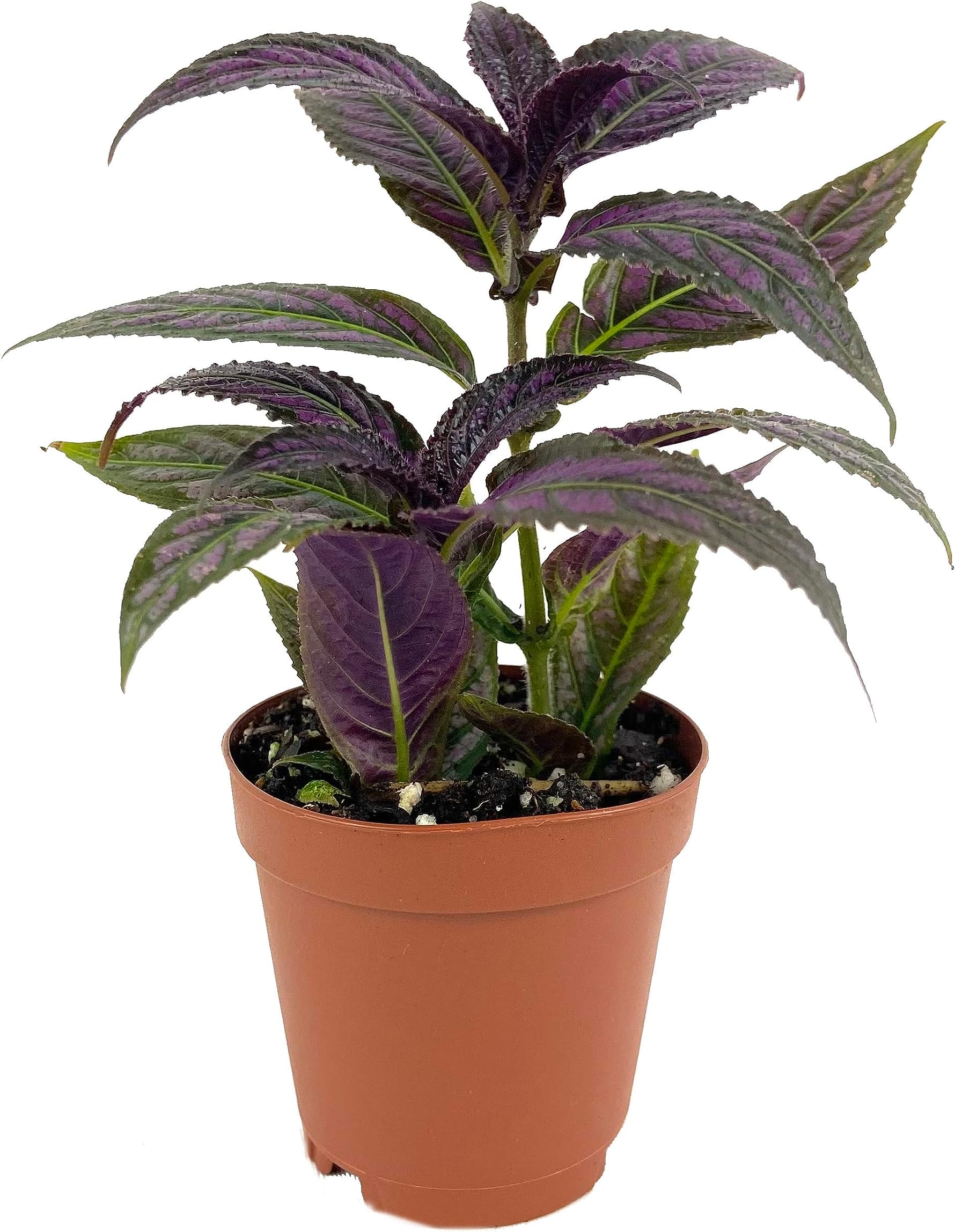 Amazon.com : 2 Purple Persian Shield Live Plants, Persian Shield Plant ...