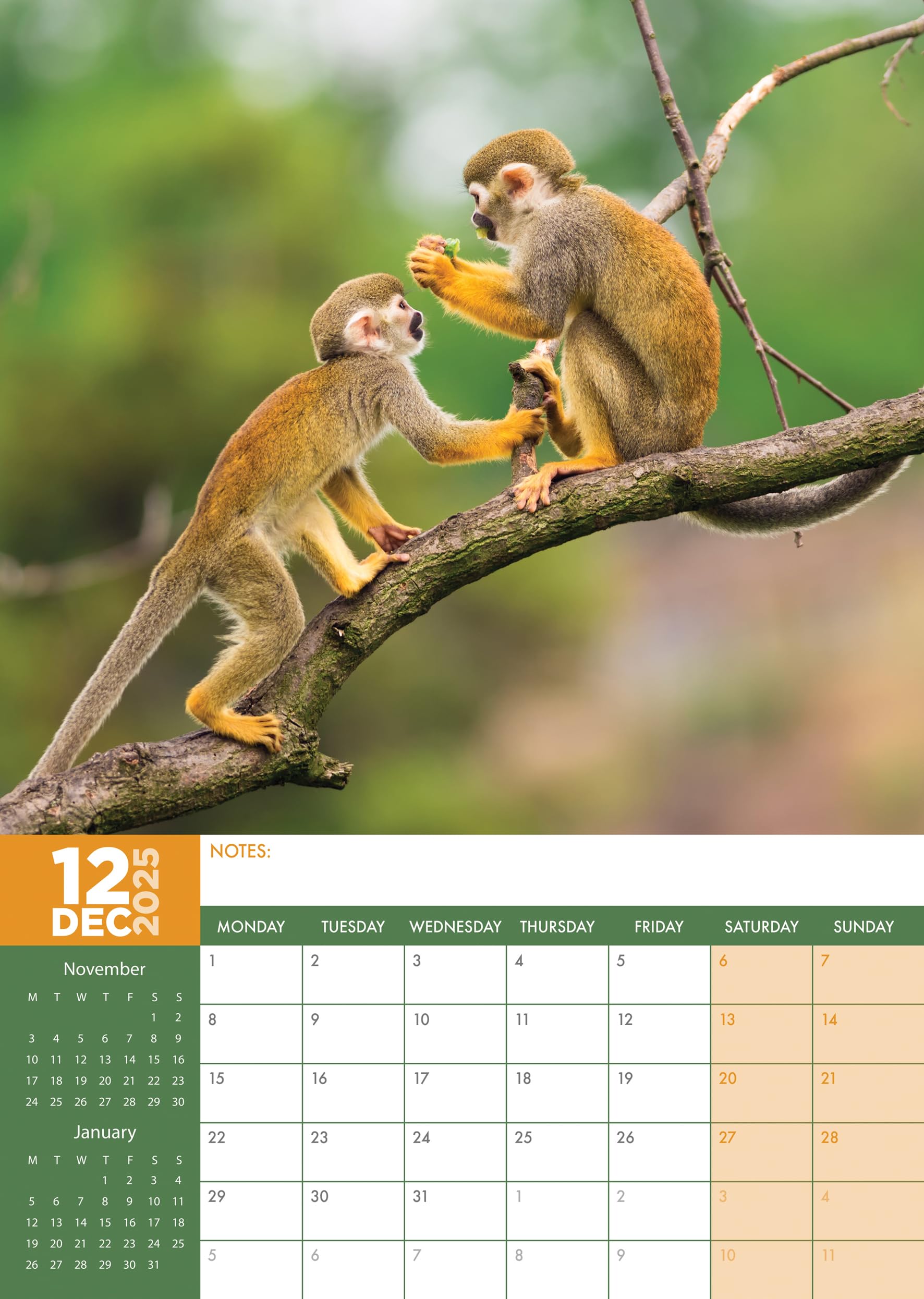 Monkeys 2025 – A3 Size Wirobound Calendar – BigaMart
