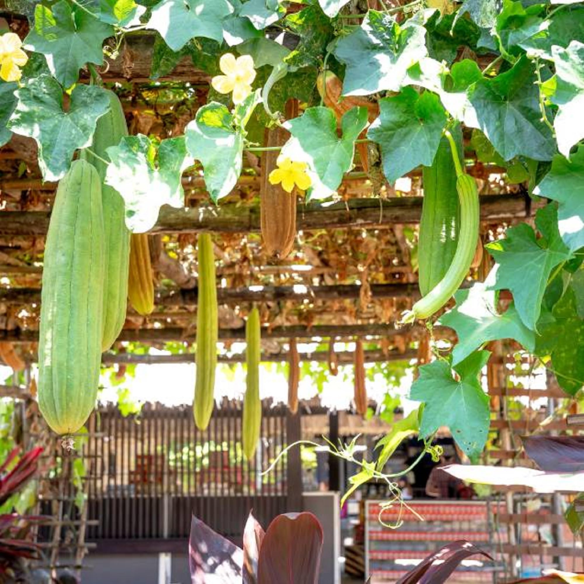 Amazon.com : CHUXAY GARDEN Luffa Cylindrica Seed Sponge Gourd 15 Seeds ...