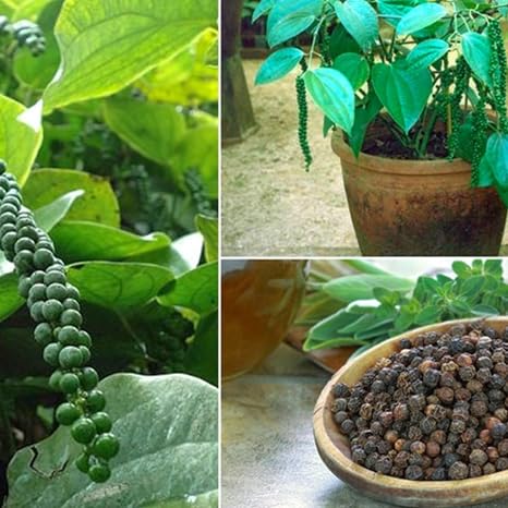Black paper tree plant (Pack of 1 herb plant live) : Amazon.in: Garden ...