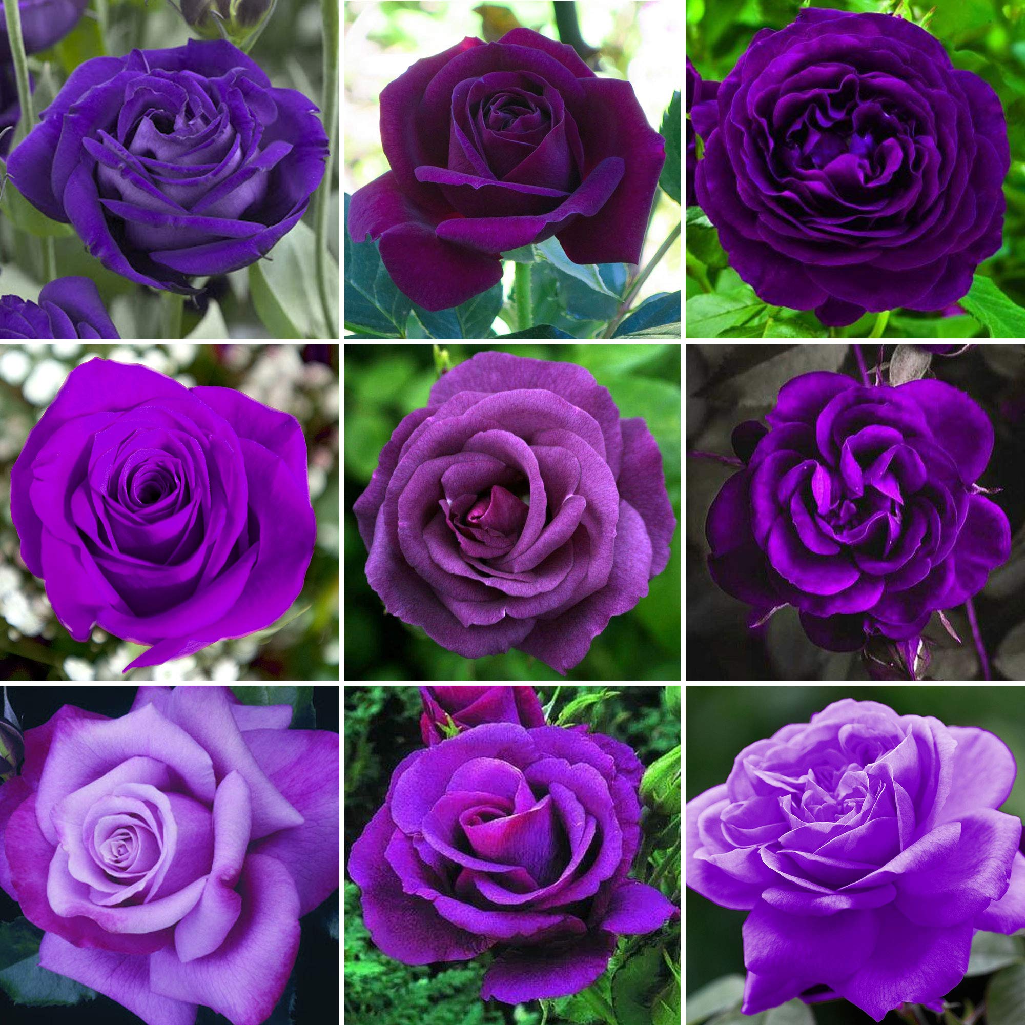 GardenersDream Purple Rose Bush Potted - Outdoor Garden Plants Ready to ...