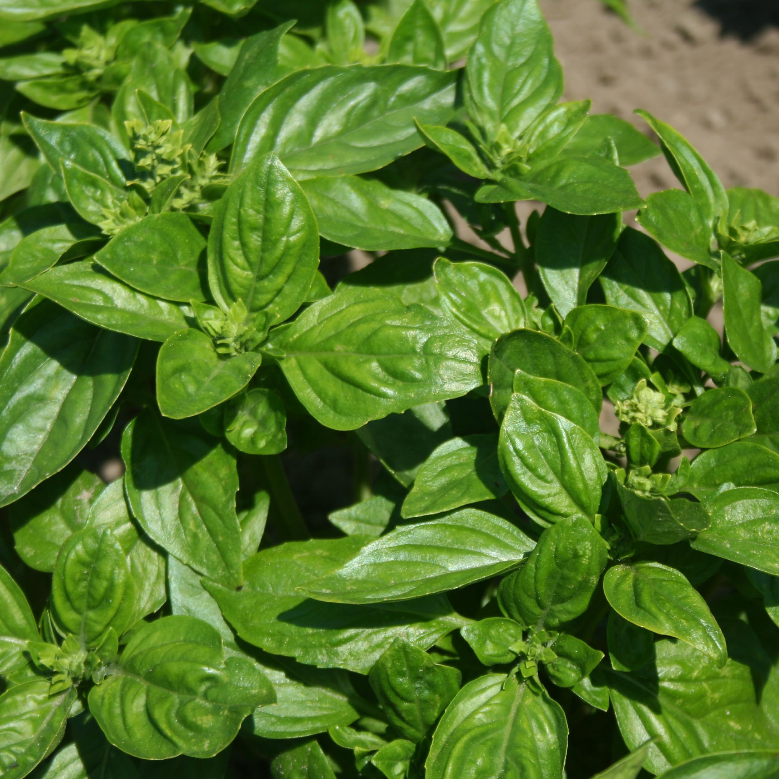 Mr Fothergills - Pictorial Packet - Herb - Basil Sweet - 650 Seeds ...