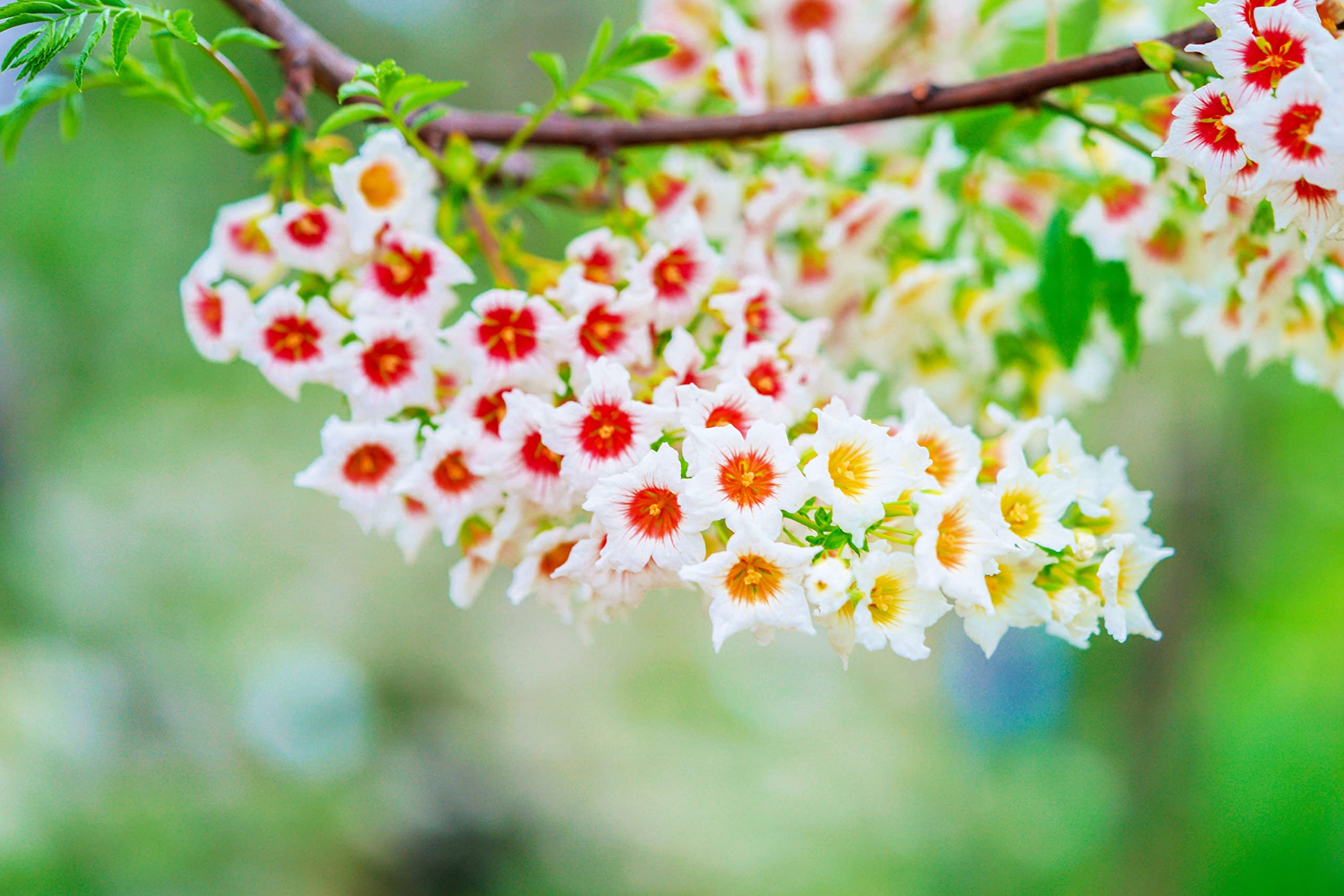 Amazon.com : Yellowhorn Bush Seeds for Planting (6 Large Seeds ...