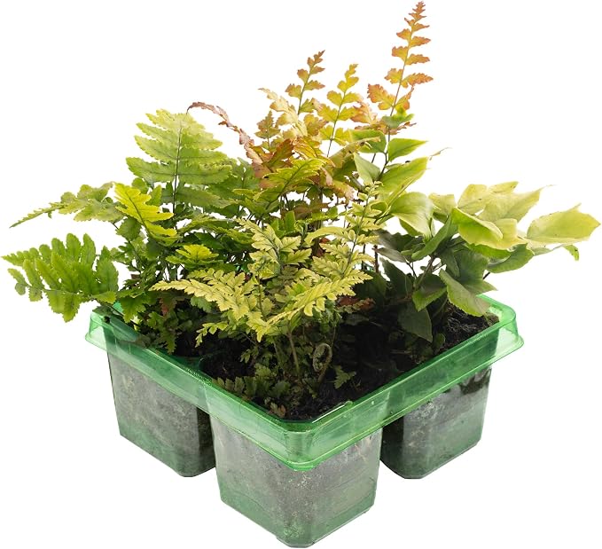 Fern Plant Mix Pack - Collection of Shade Loving Plants Outdoor Garden ...