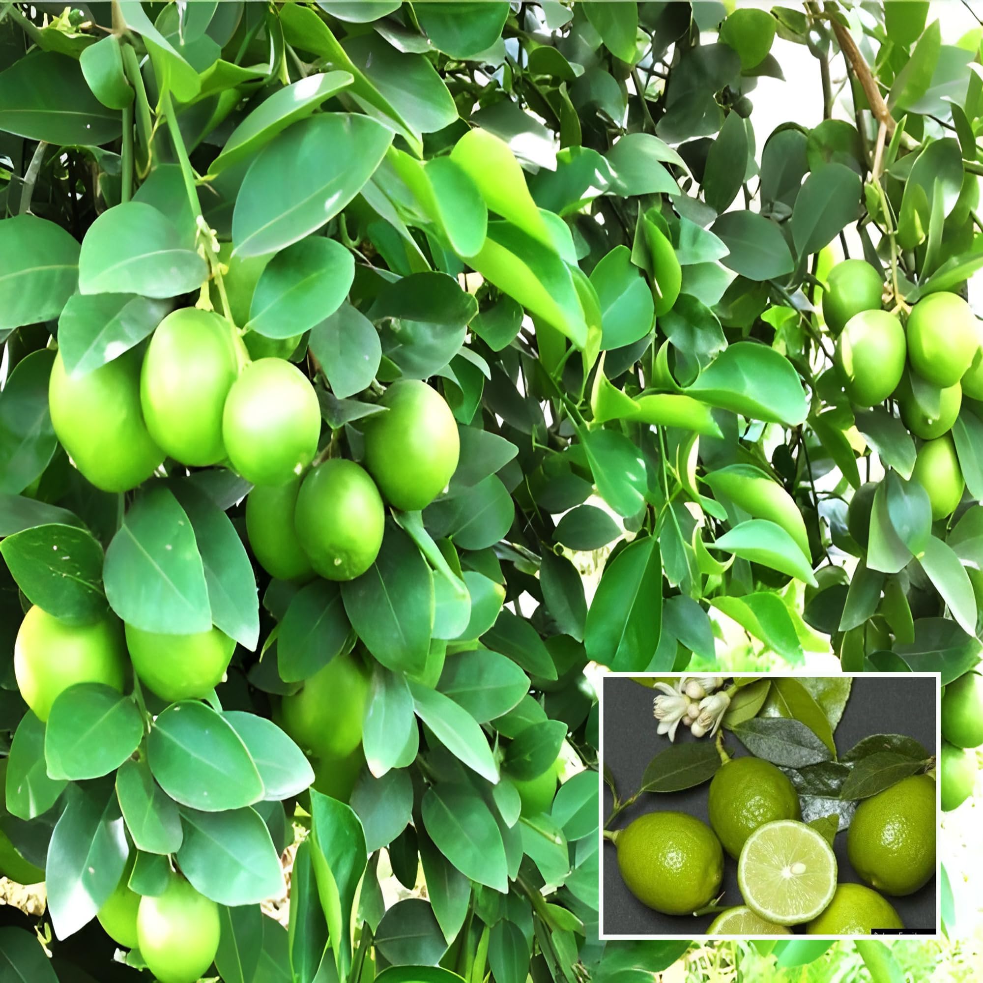Grafted lemon plant baramasi | Nimbu/Lemon/Lime | Pack of 1 healthy ...