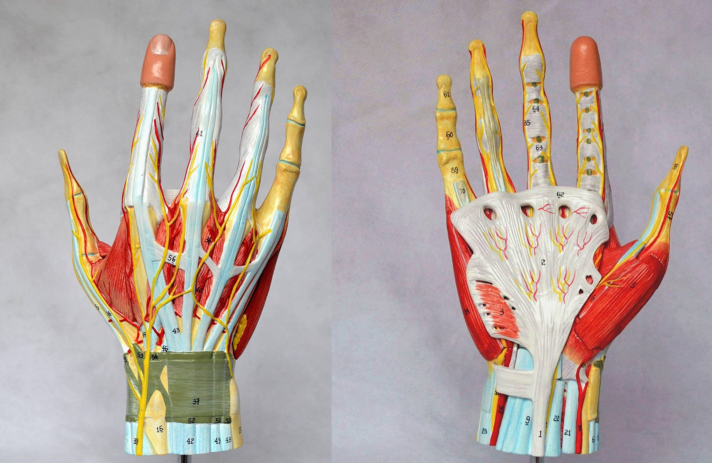 Buy UIGJIOG Hand Joint Model,Medical Anatomical Hand Skeleton Model ...