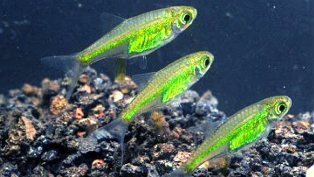 Blue Neon Dwarf Rasbora