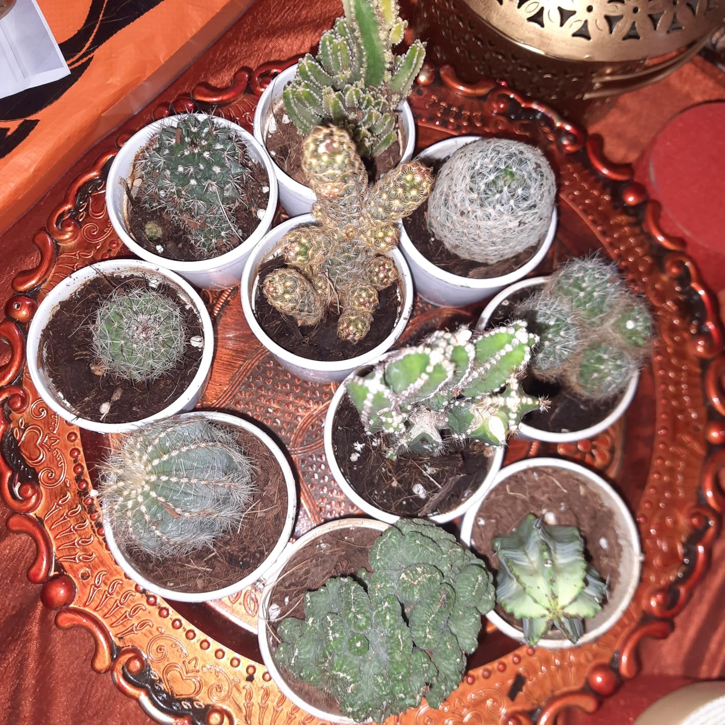 CAPPL Low Maintenance Live Non-Grafted Cactus Indoor Plant (Any 8 Real ...