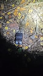 Amazon.com : Bell Labs Trapper T-Rex Rat Trap (4 Traps) : Home Pest ...