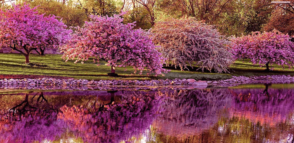 Purple Spring Wallpapers Landscape Wallpaper 4K, Spring, Violet