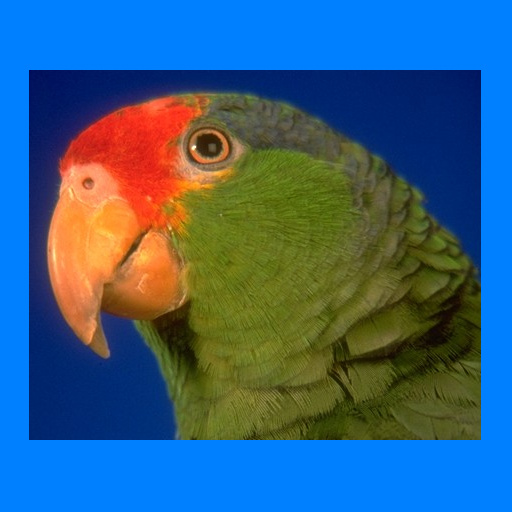 Translator Parrot - App on the Amazon Appstore