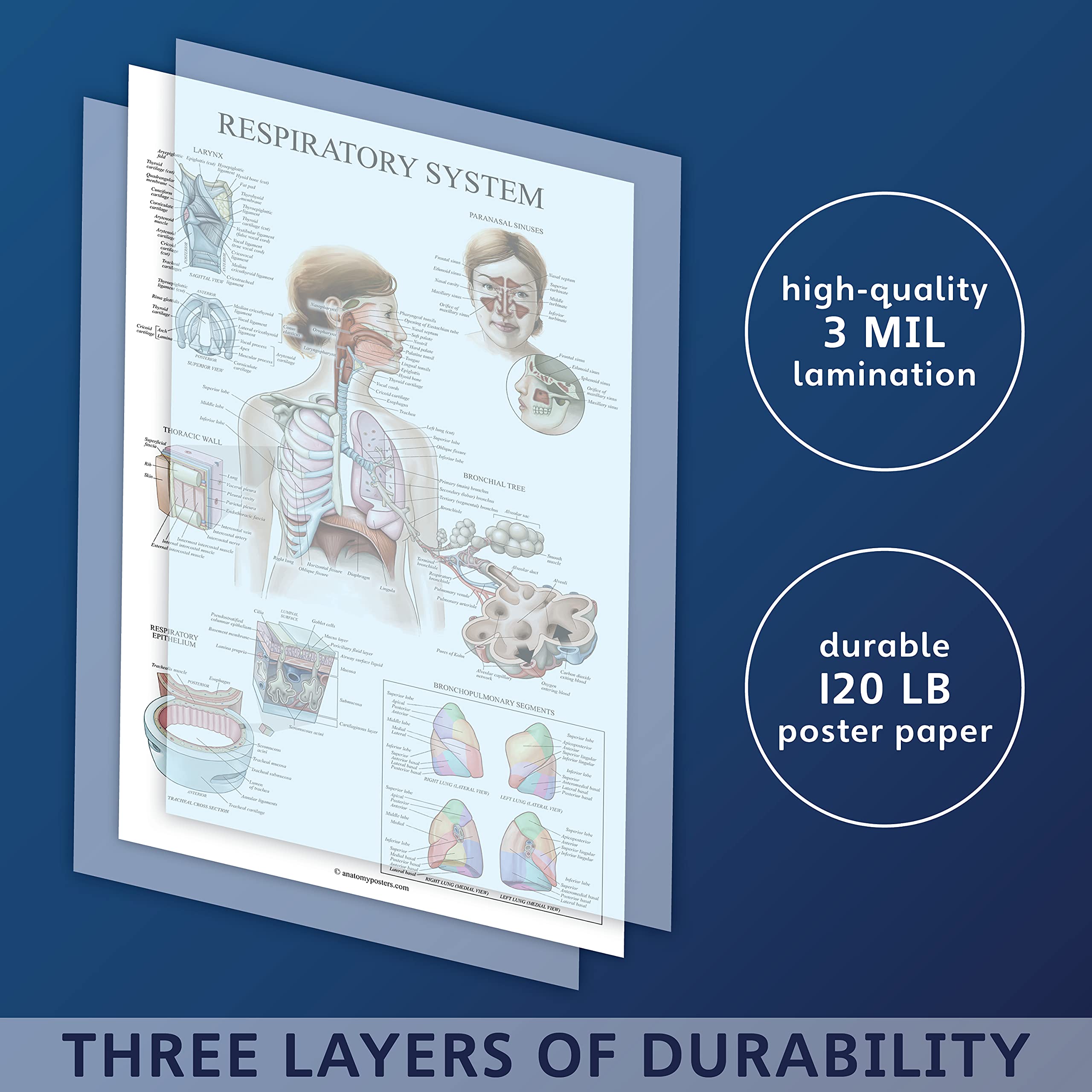 Laminated Respiratory System Anatomical Chart - Lung Anatomy Poster ...
