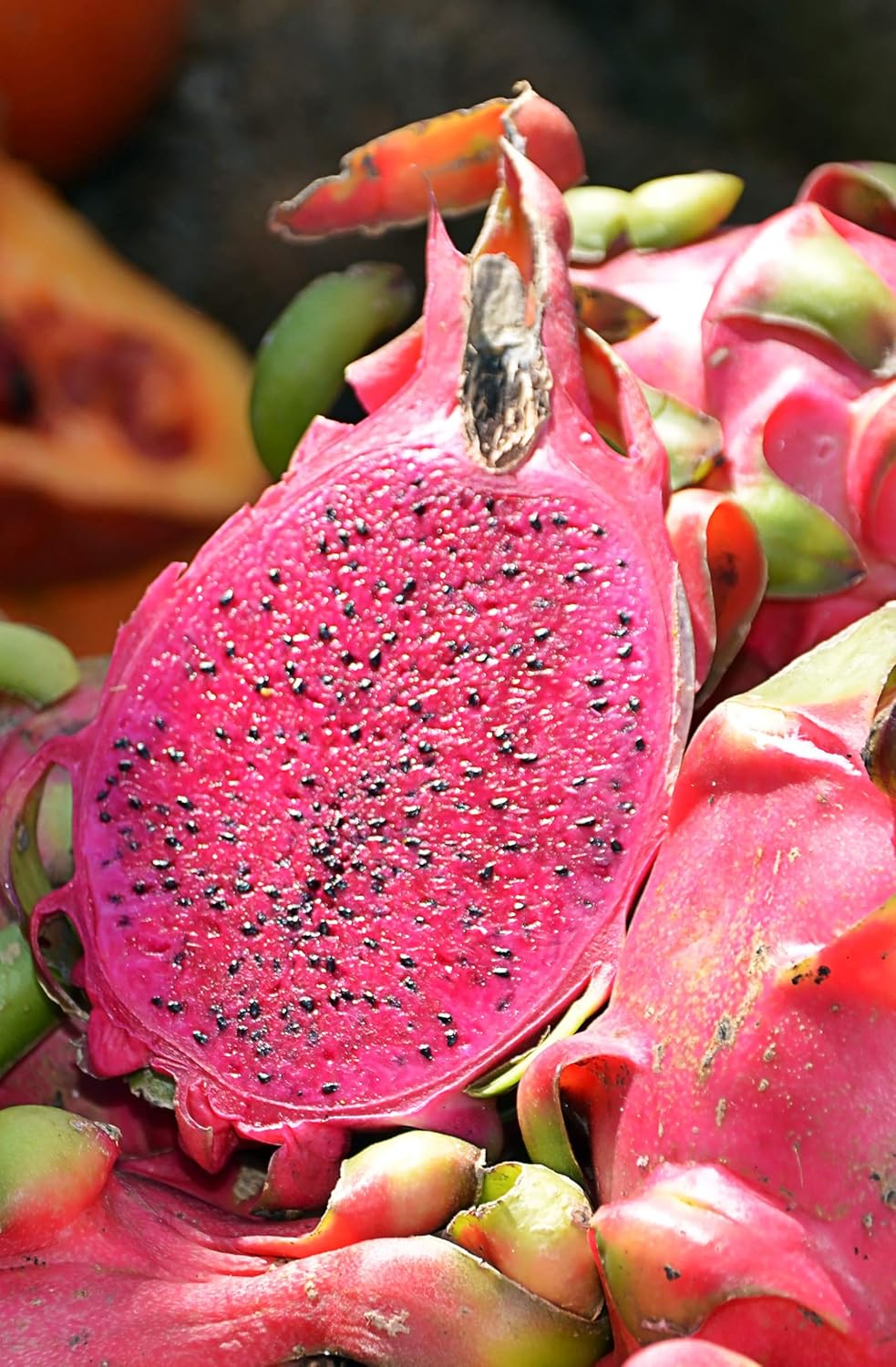 Seedeo® Rote Drachenfrucht/Pitahaya (Hylocereus costaricensis) 20 Samen ...