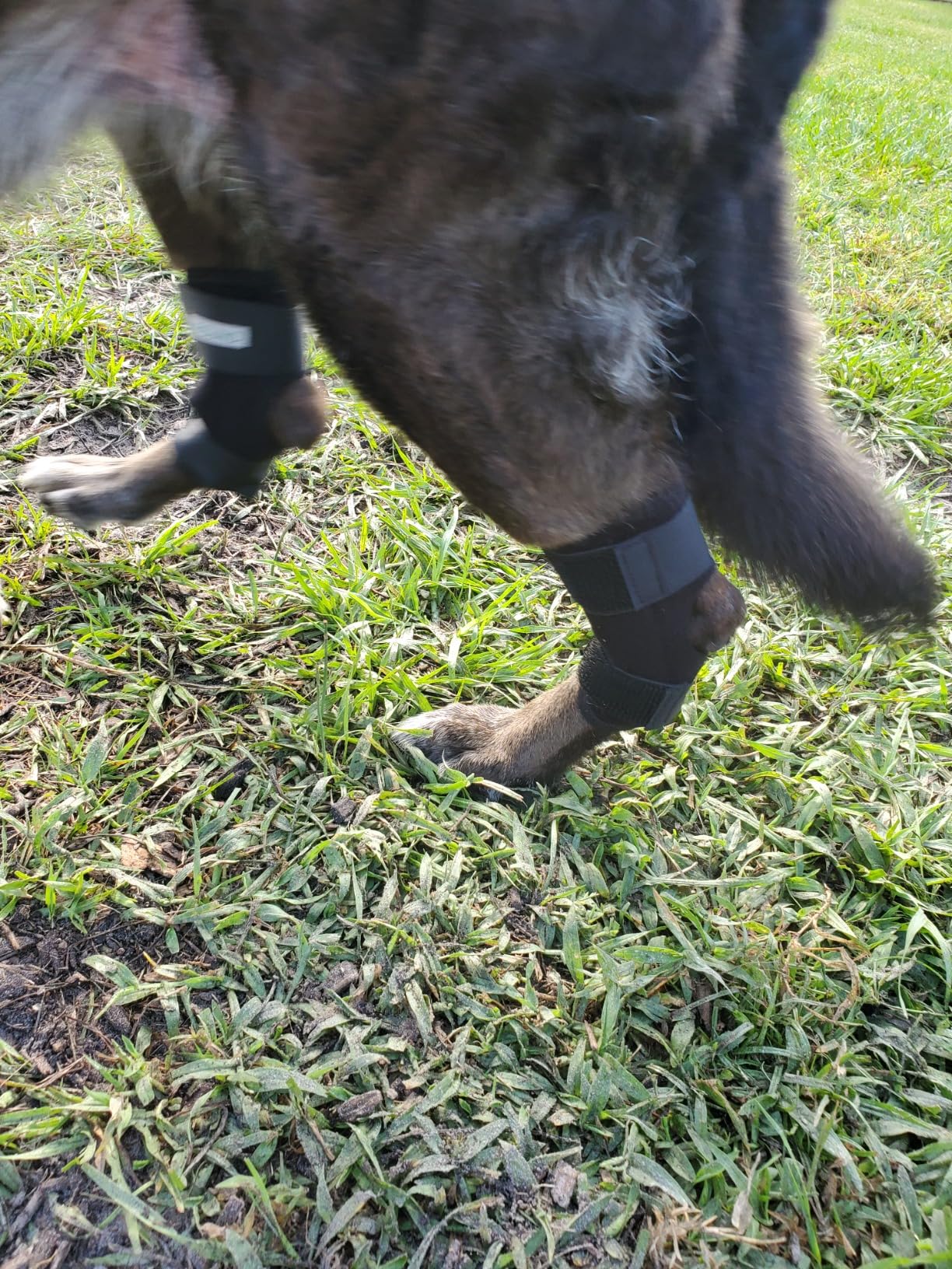 Amazon.com : JOCUND Dog Leg Braces for Back Leg, Dog Knee Brace for ...