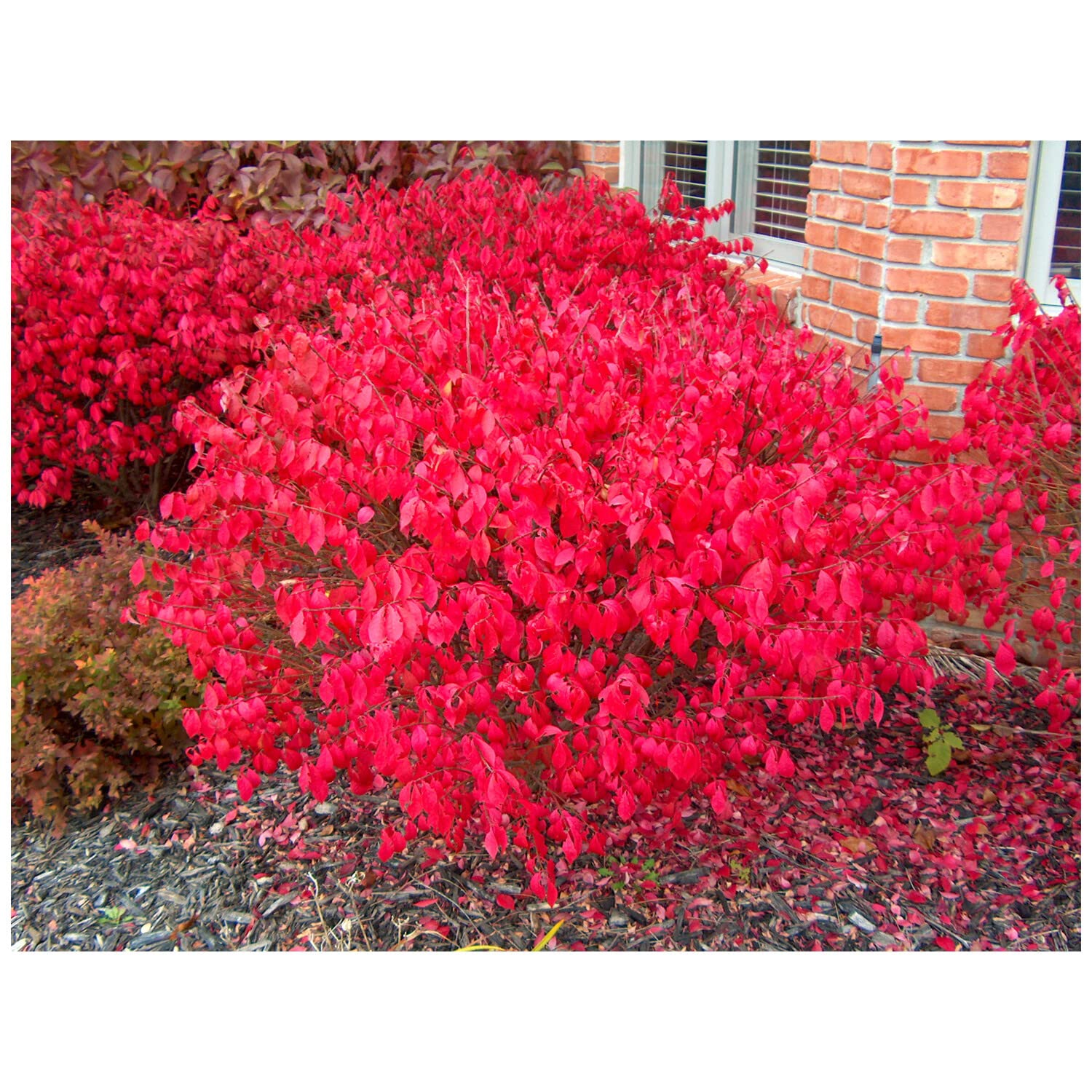 Dwarf Burning Bush