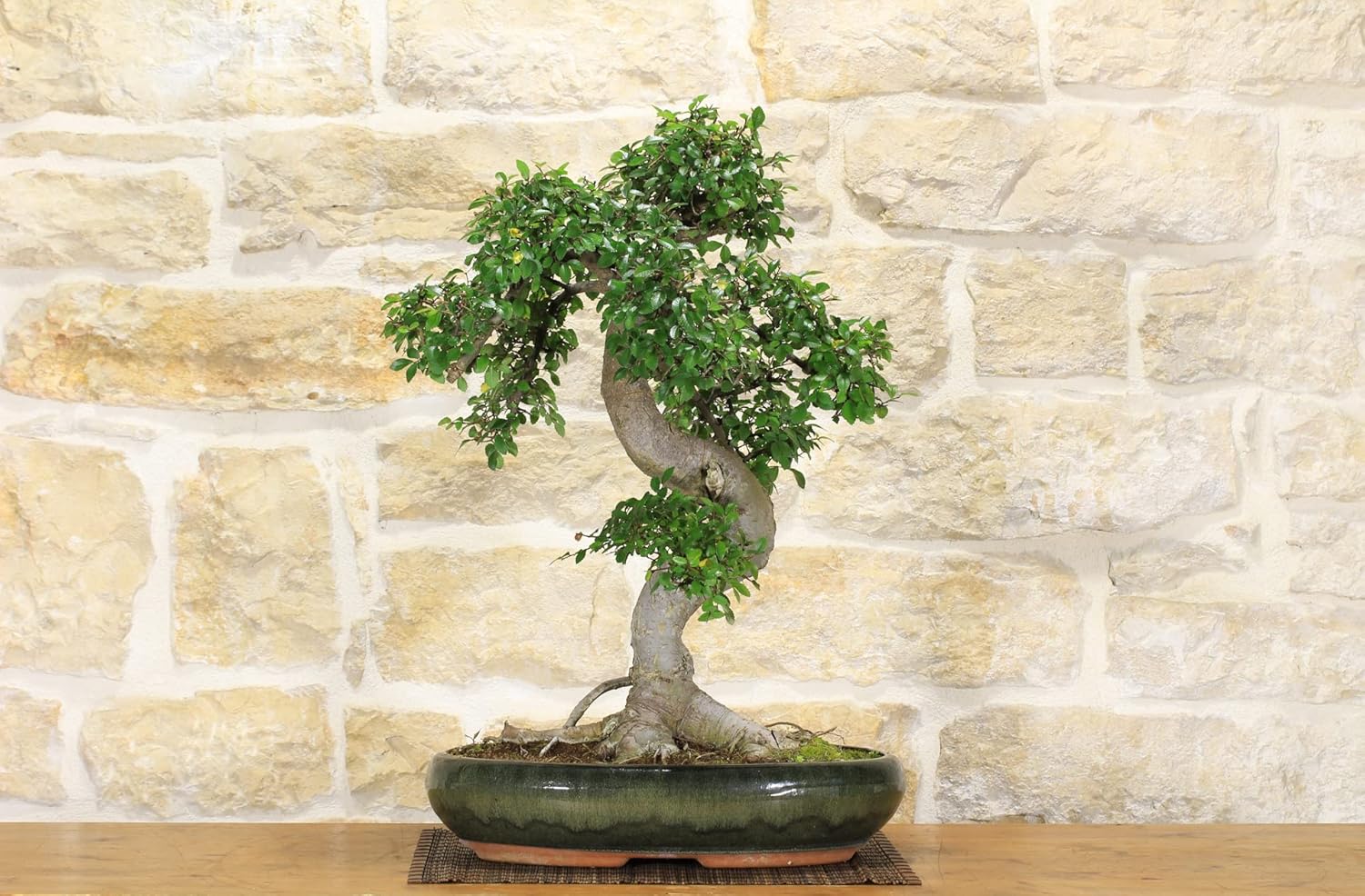 Orme de Chine bonsaï (131) : Amazon.fr: Jardin