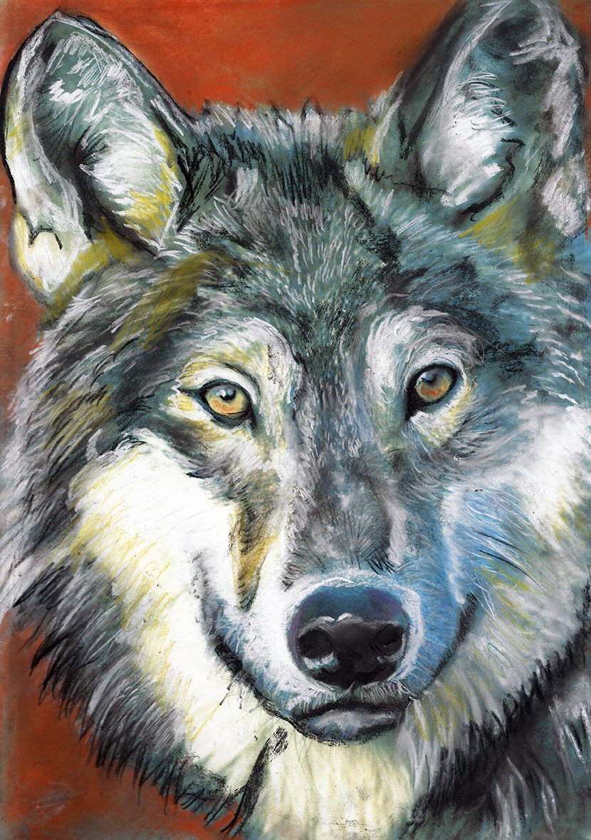 Amazon.com: Colorful Wolf Art Print, Wolf Pastel Painting, Wolf Gift ...