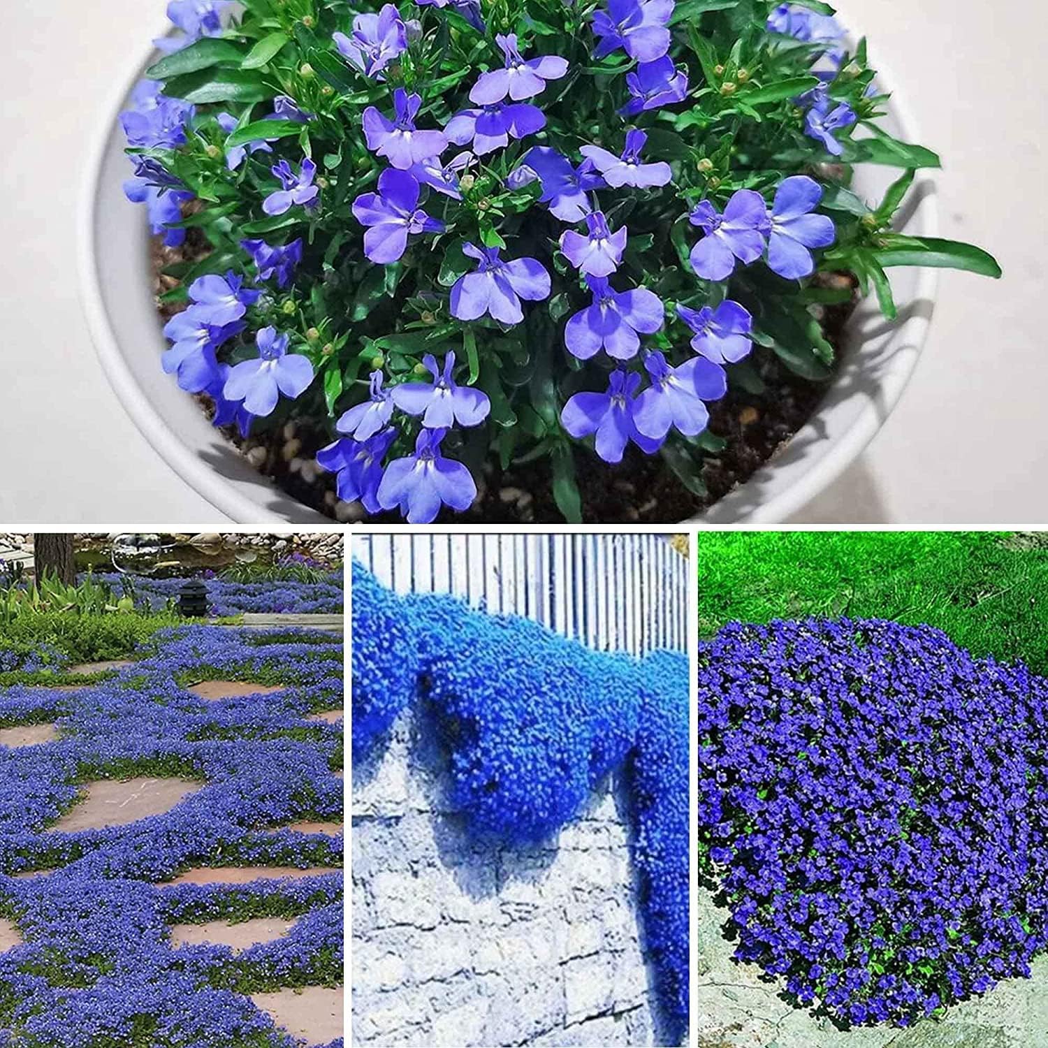 Amazon.com : 5000+ Blue Creeping Thyme Seeds for Planting - Blue Carpet ...