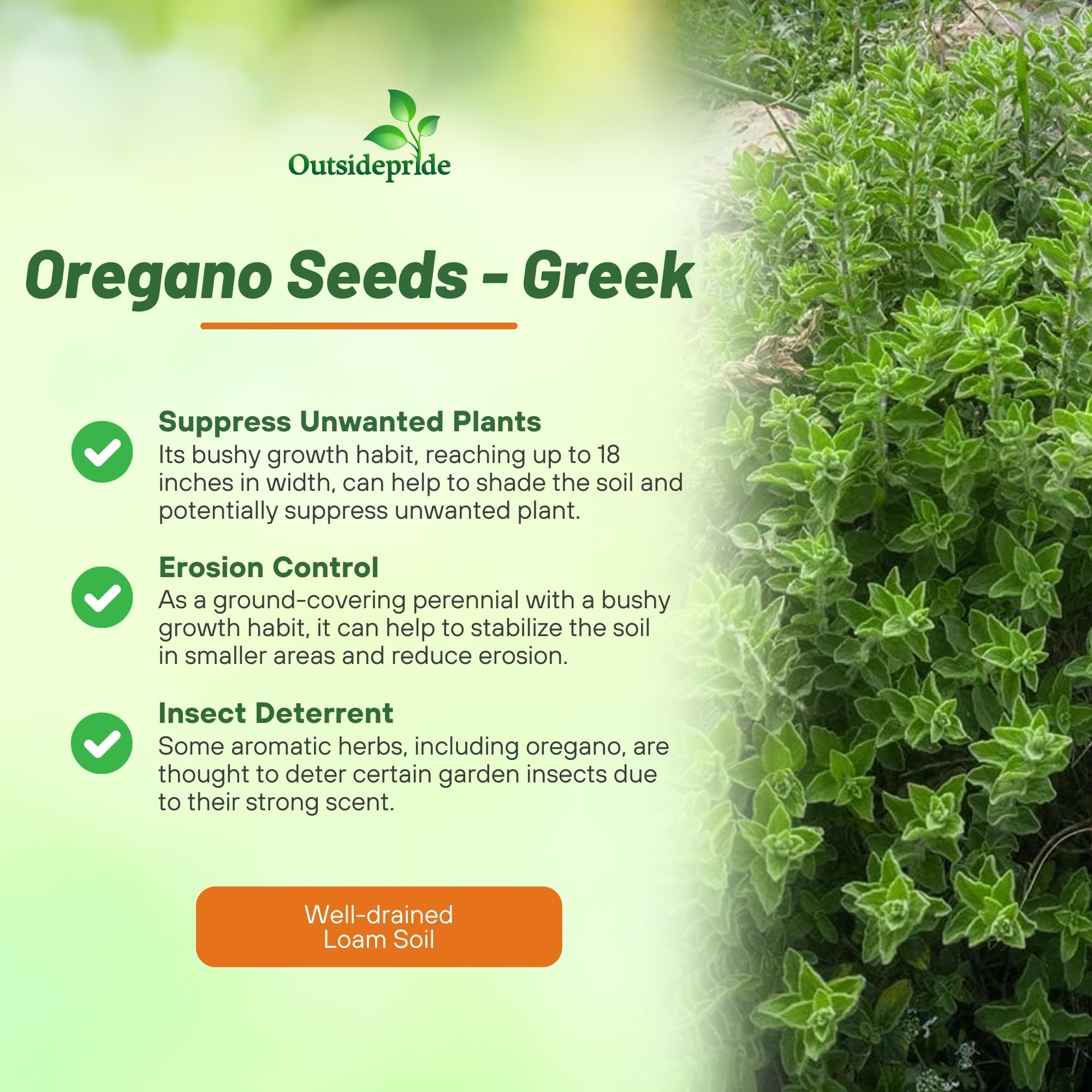 Greek Oregano Plant Benefits