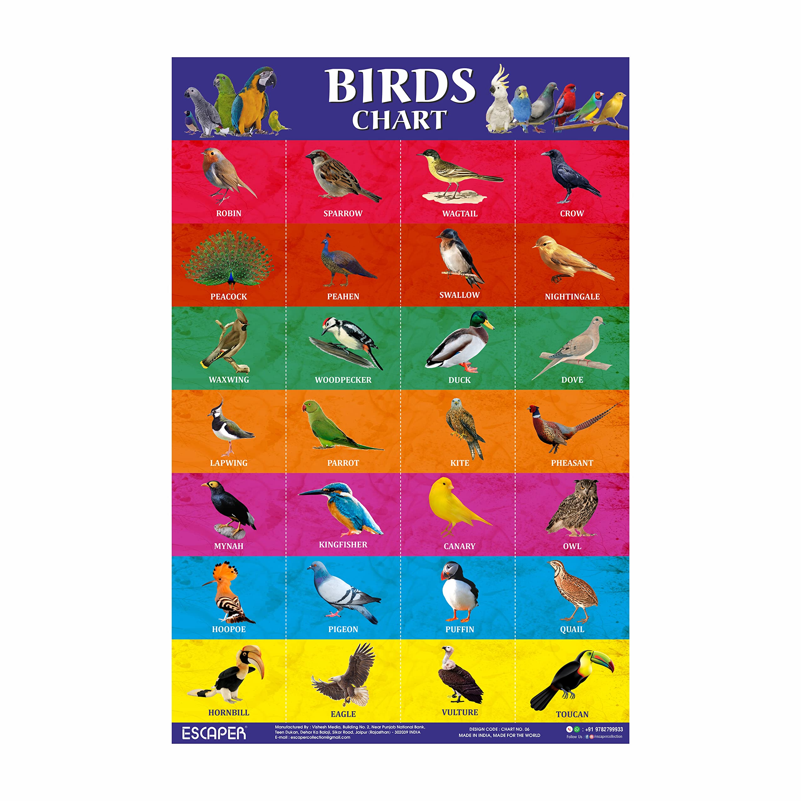 Buy ESCAPER Birds Picture Chart for Kids learning (11.5 x 17.5 inches ...