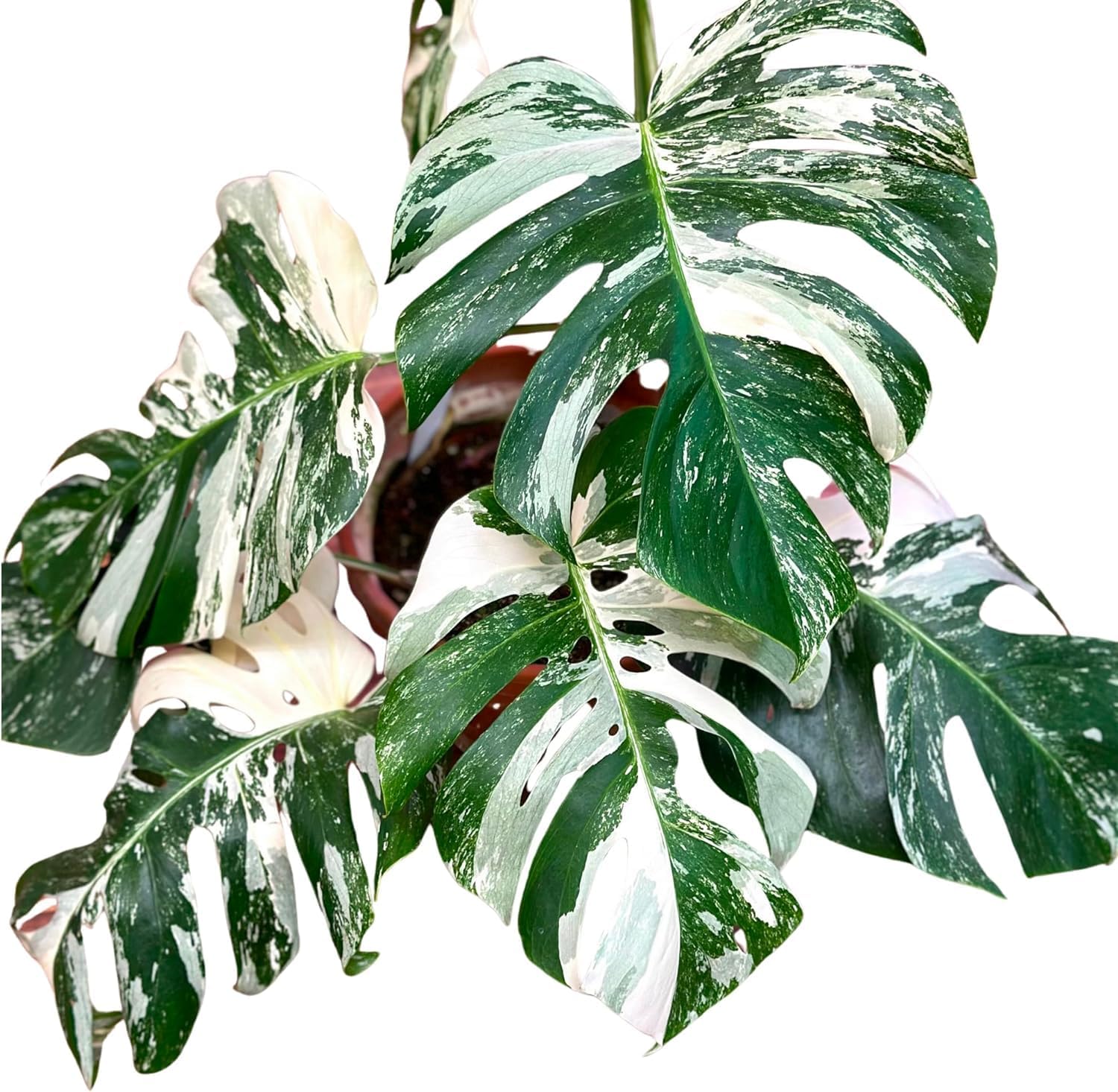 Amazon.com : Large Size Multi Leaf Monstera Albo Plant Live - Albino ...