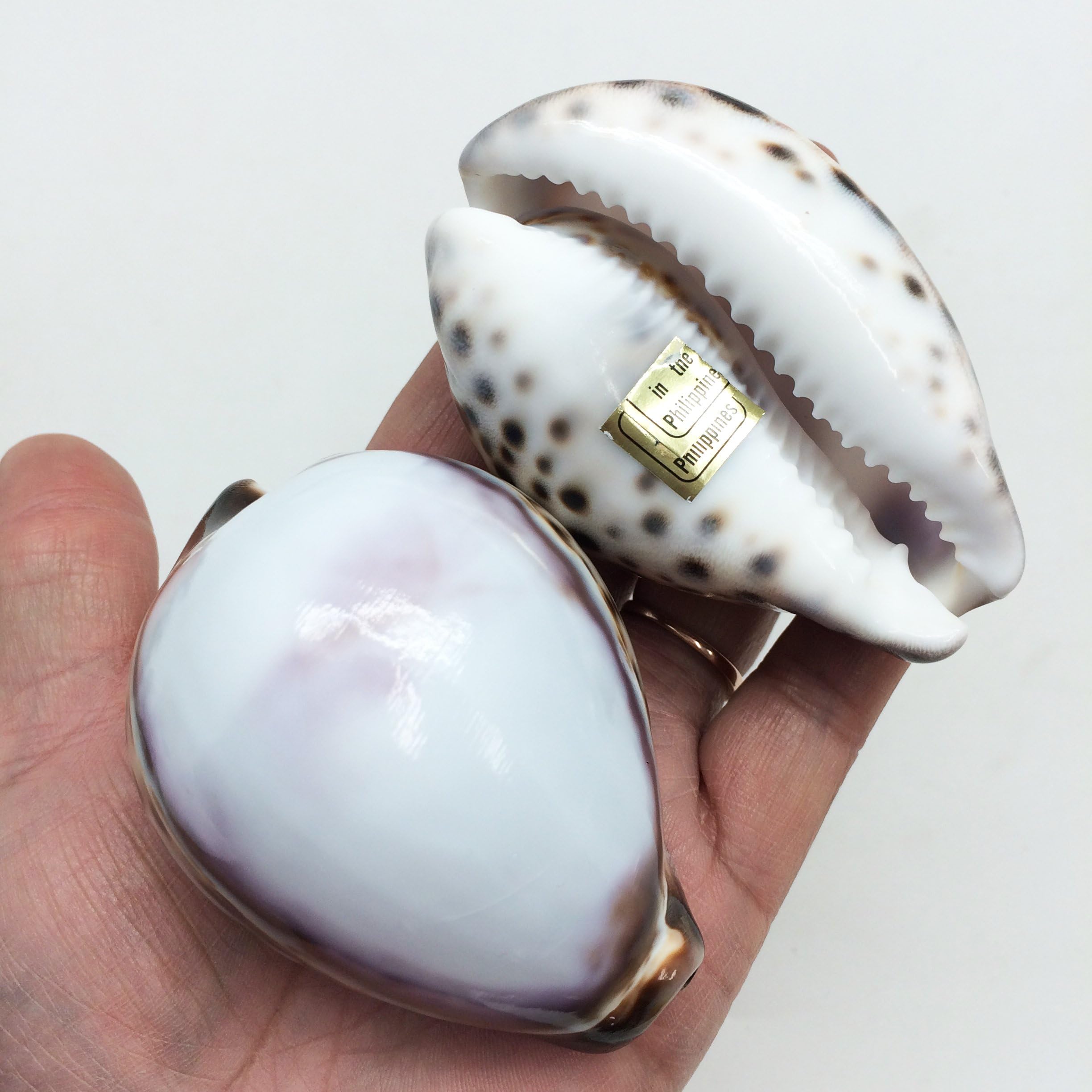 Amazon.com: PEPPERLONELY 5PC Common Egg Cowrie Sea Shells, Shiny White ...