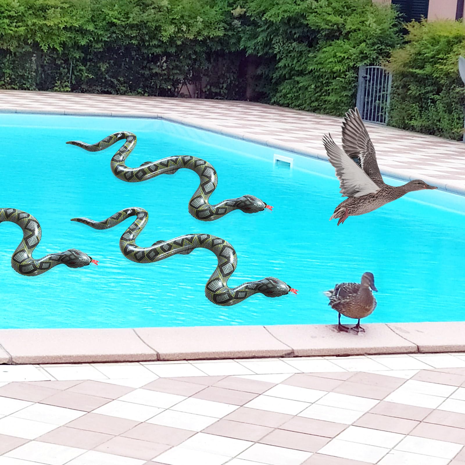 Pool Snake Float Collared Snake Floating On River Water Stock Photo