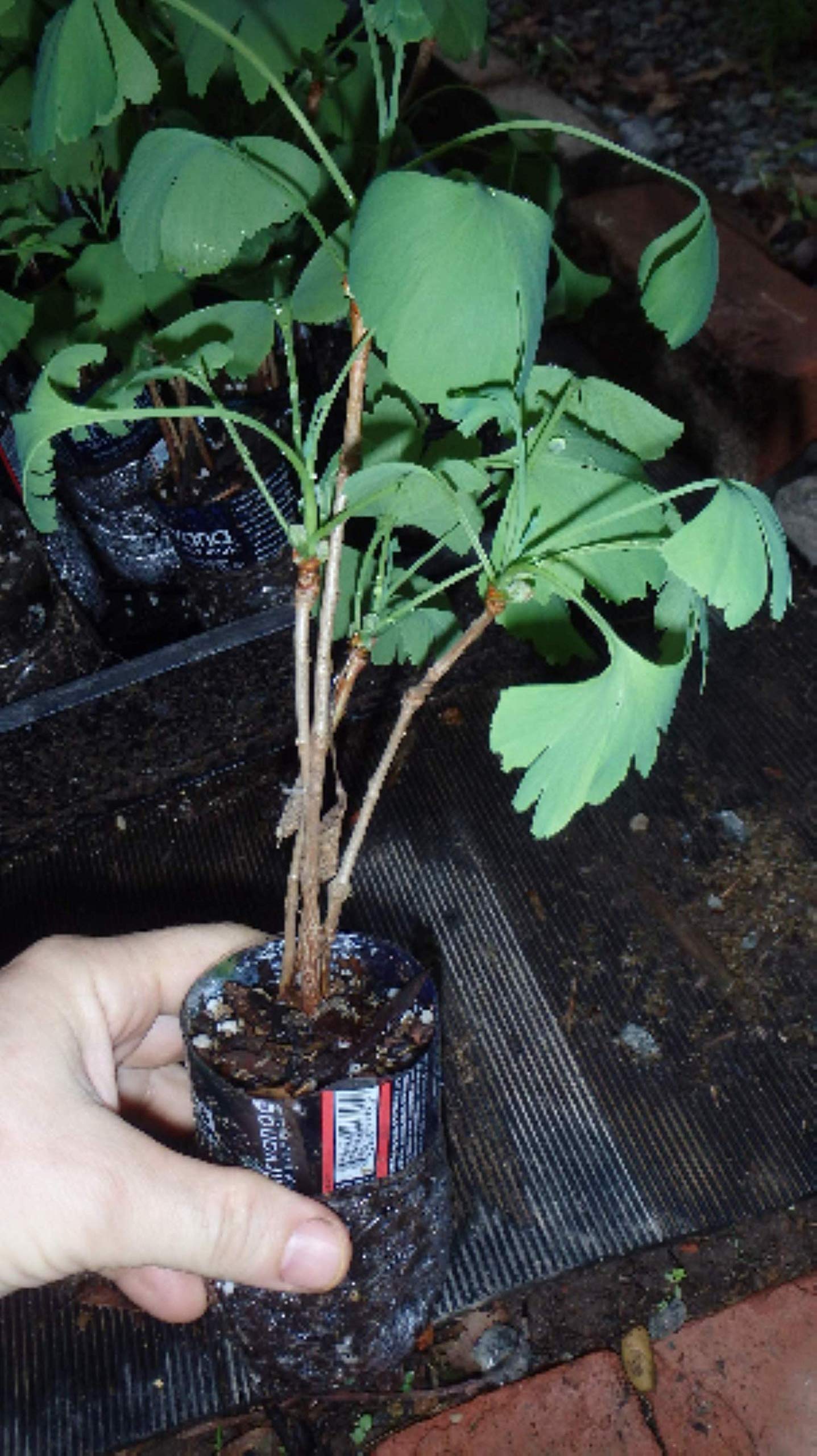 Amazon.com : 3 Ginkgo Biloba seedlings 1 y.o. Plants, Oldest Tree in ...