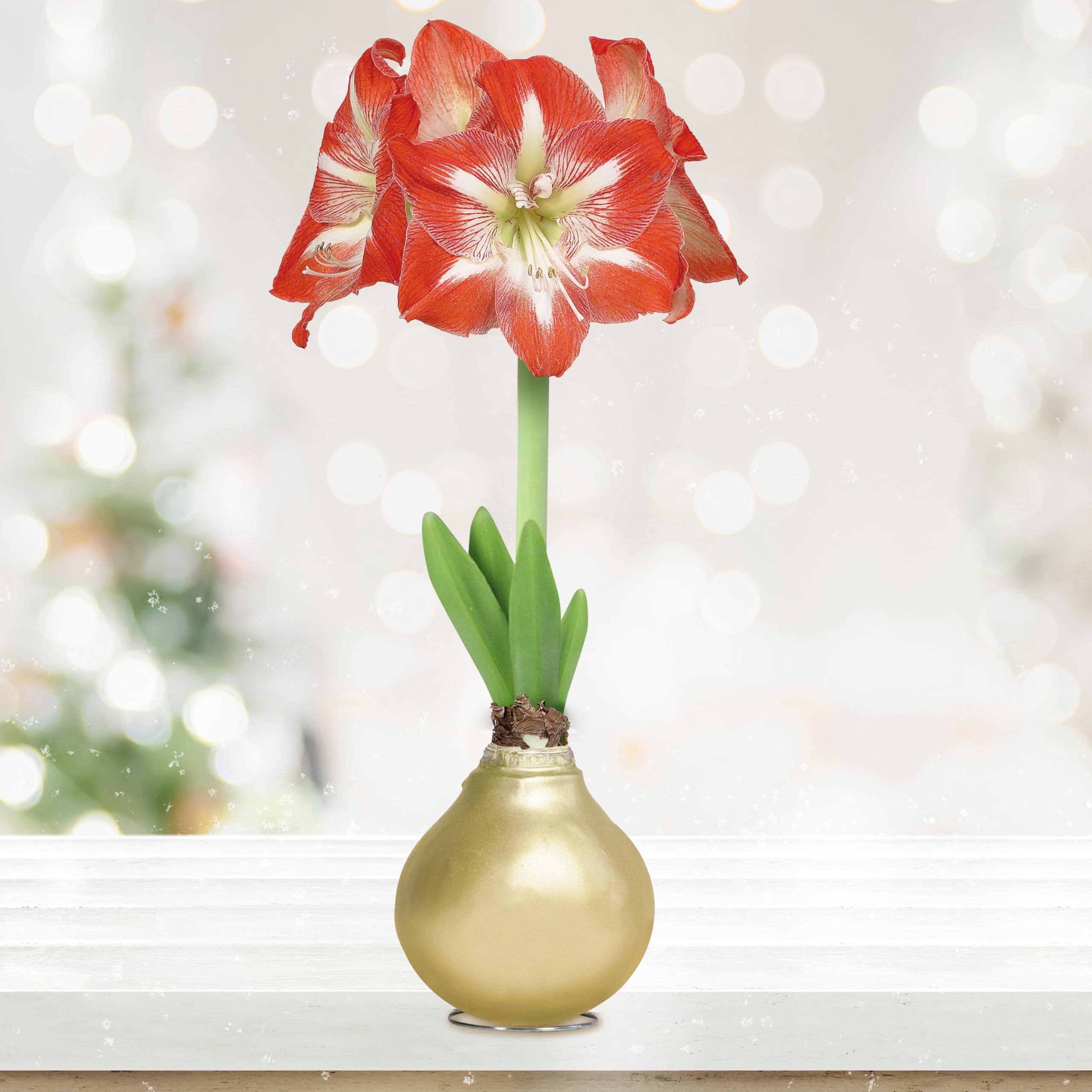 Amazon.com : Garden State Bulb Minerva Waxed Amaryllis Flower Bulb, 30 ...