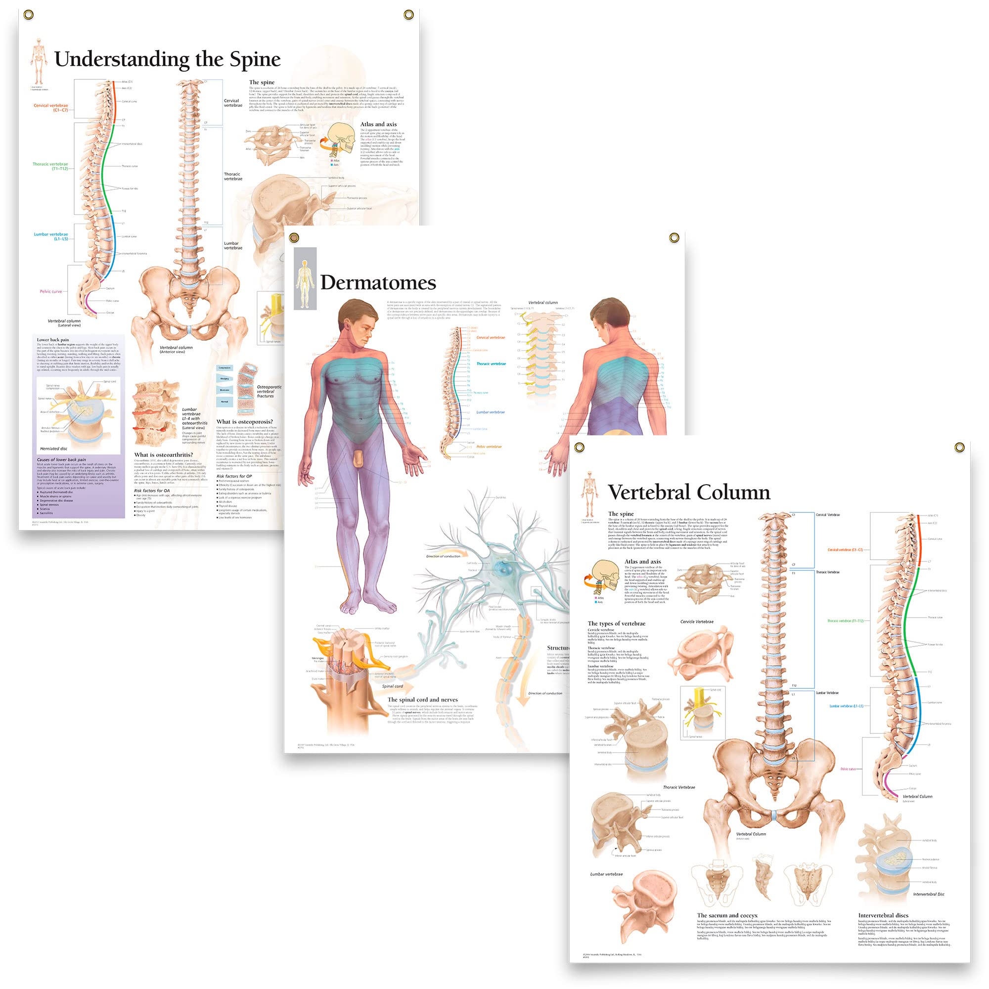 Set Of 3 Laminated Medical Posters Understanding The Spine Dermatomes ...