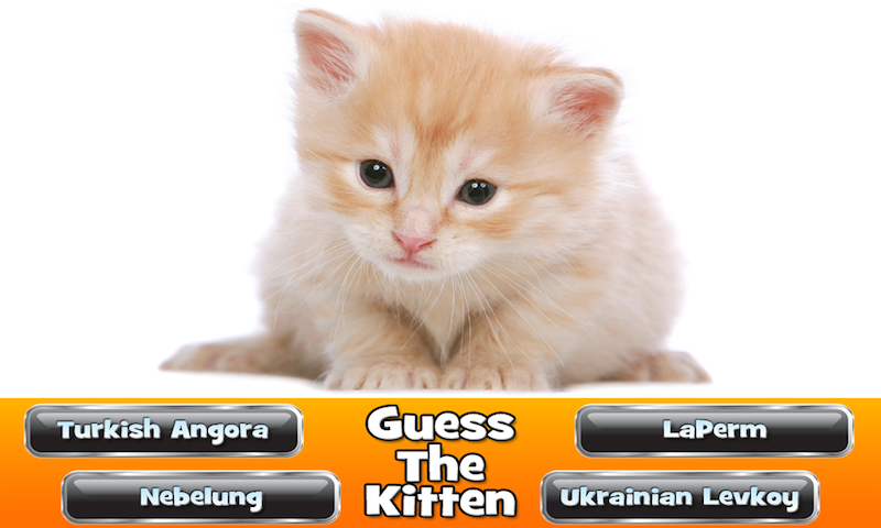 Guess The Kitten Breed - Trivia Game (Ad-Free) - App on Amazon Appstore