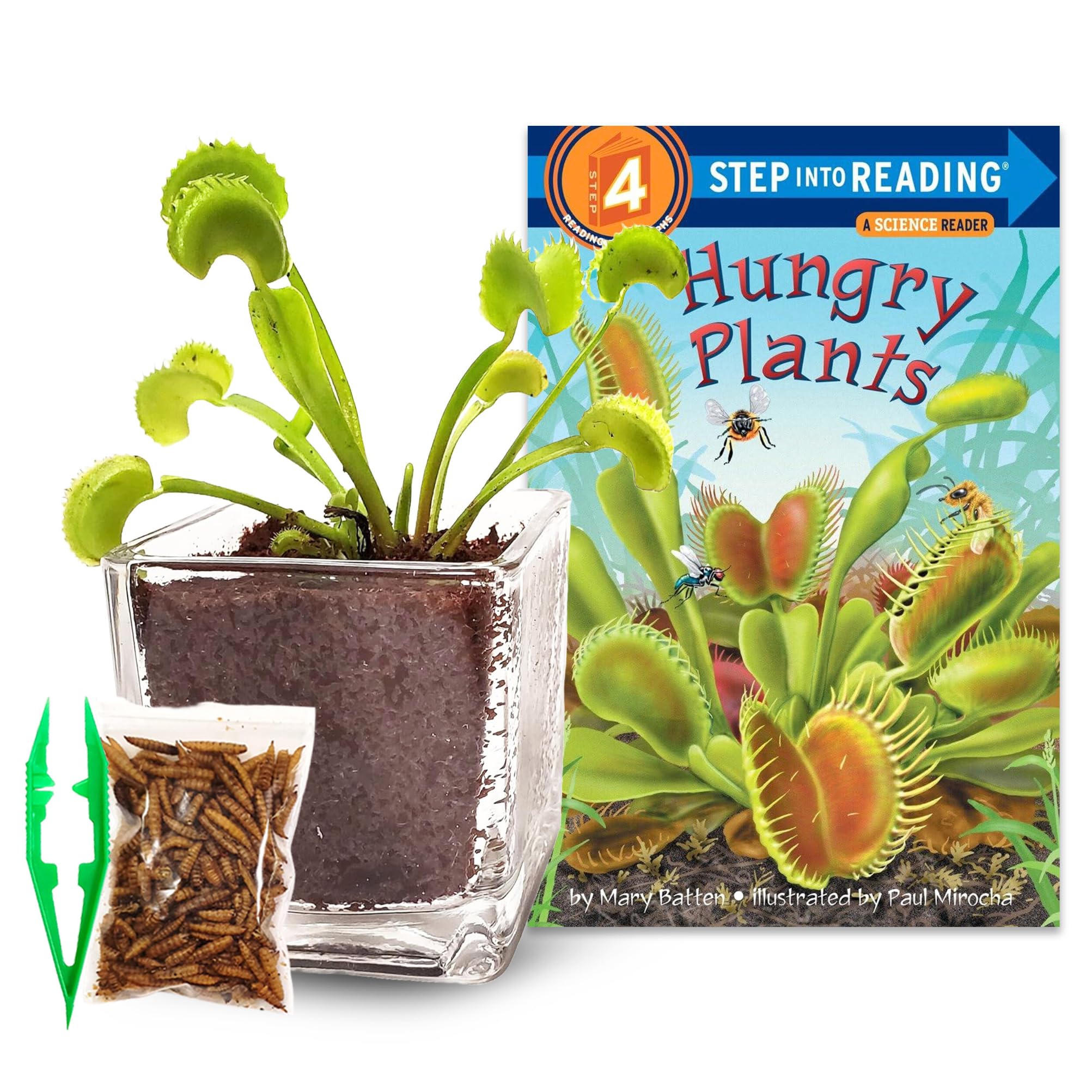 Amazon.com: Nature Gift Store Live Venus Flytrap Plant Kit with Food ...