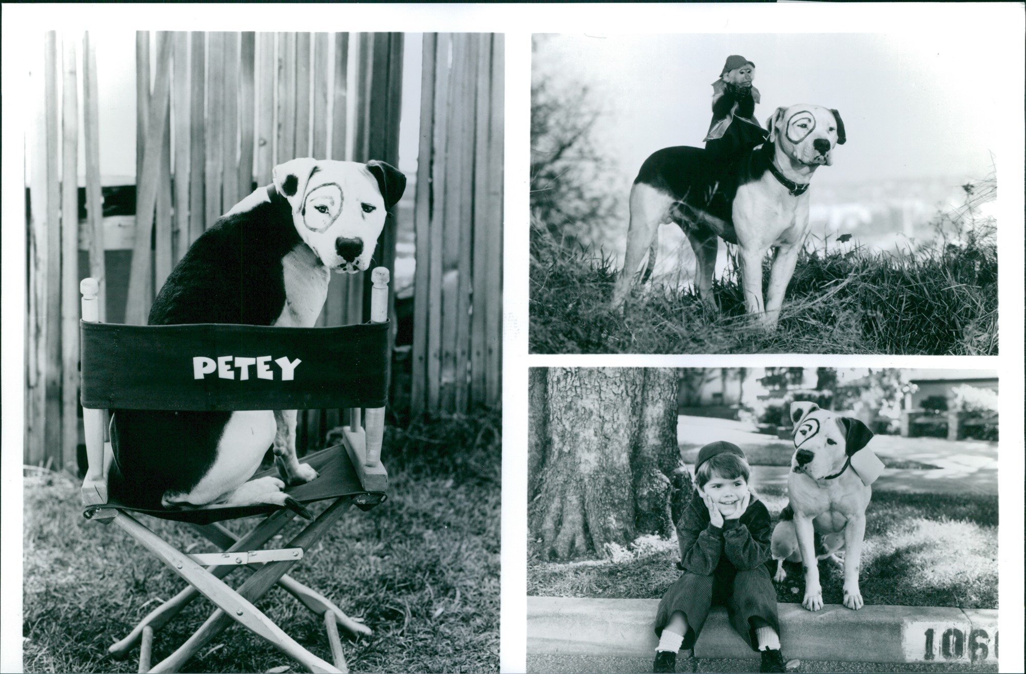 Original Petey Little Rascals