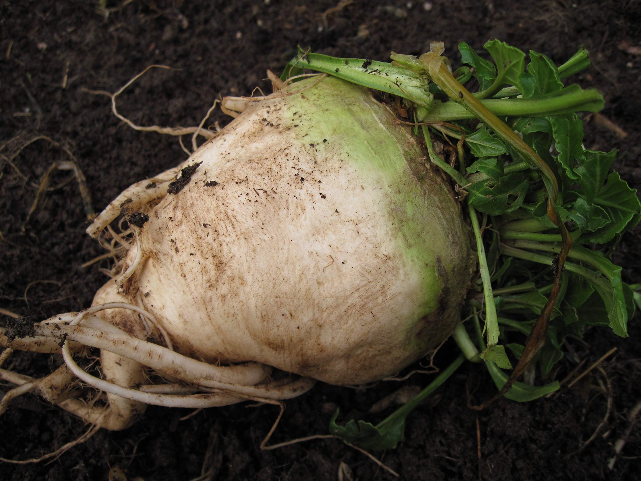 Amazon.com : Sugar Beets Seed (5 Lbs.) : Patio, Lawn & Garden