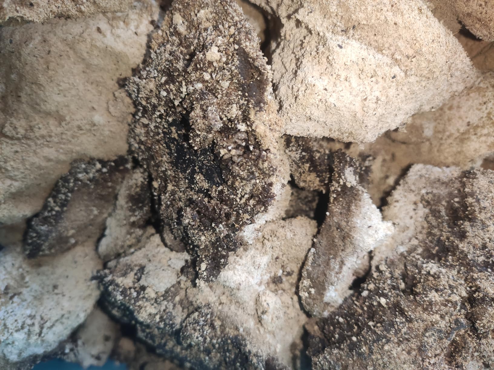 Hug A Plant | Mustard Cake Powder/Pinnakku For Plants (Home & Garden ...