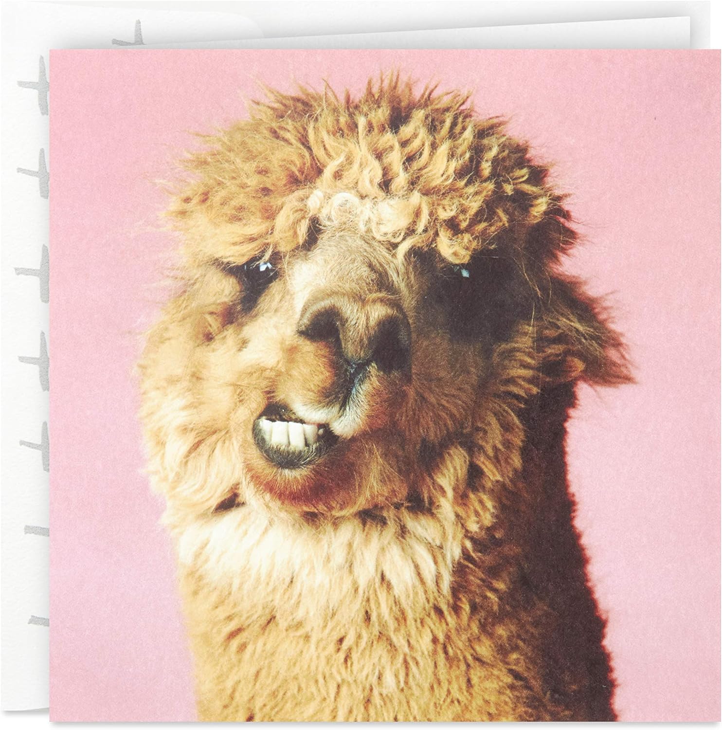 Amazon.com : Hallmark Studio Ink Birthday Card (Alpaca) : Office Products