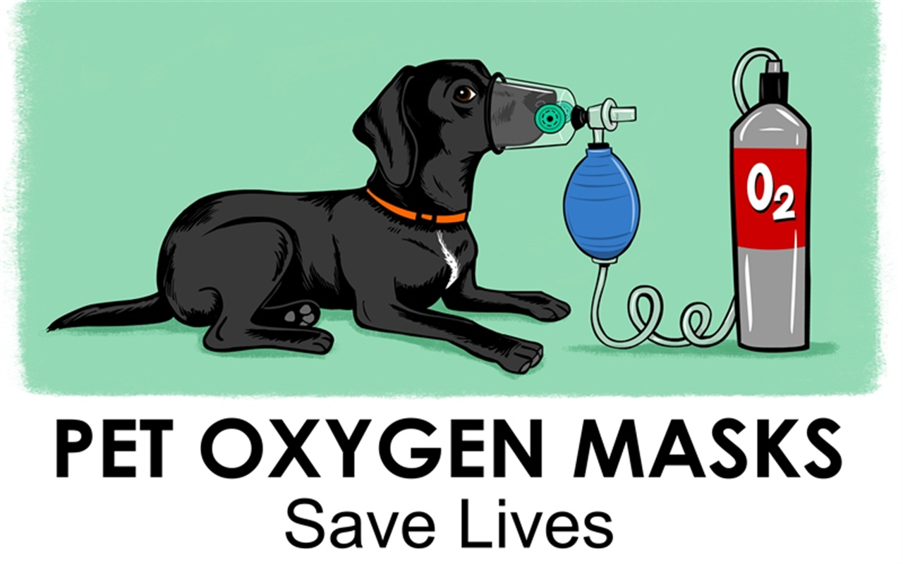 Emma Zen Foundation - App on Amazon Appstore