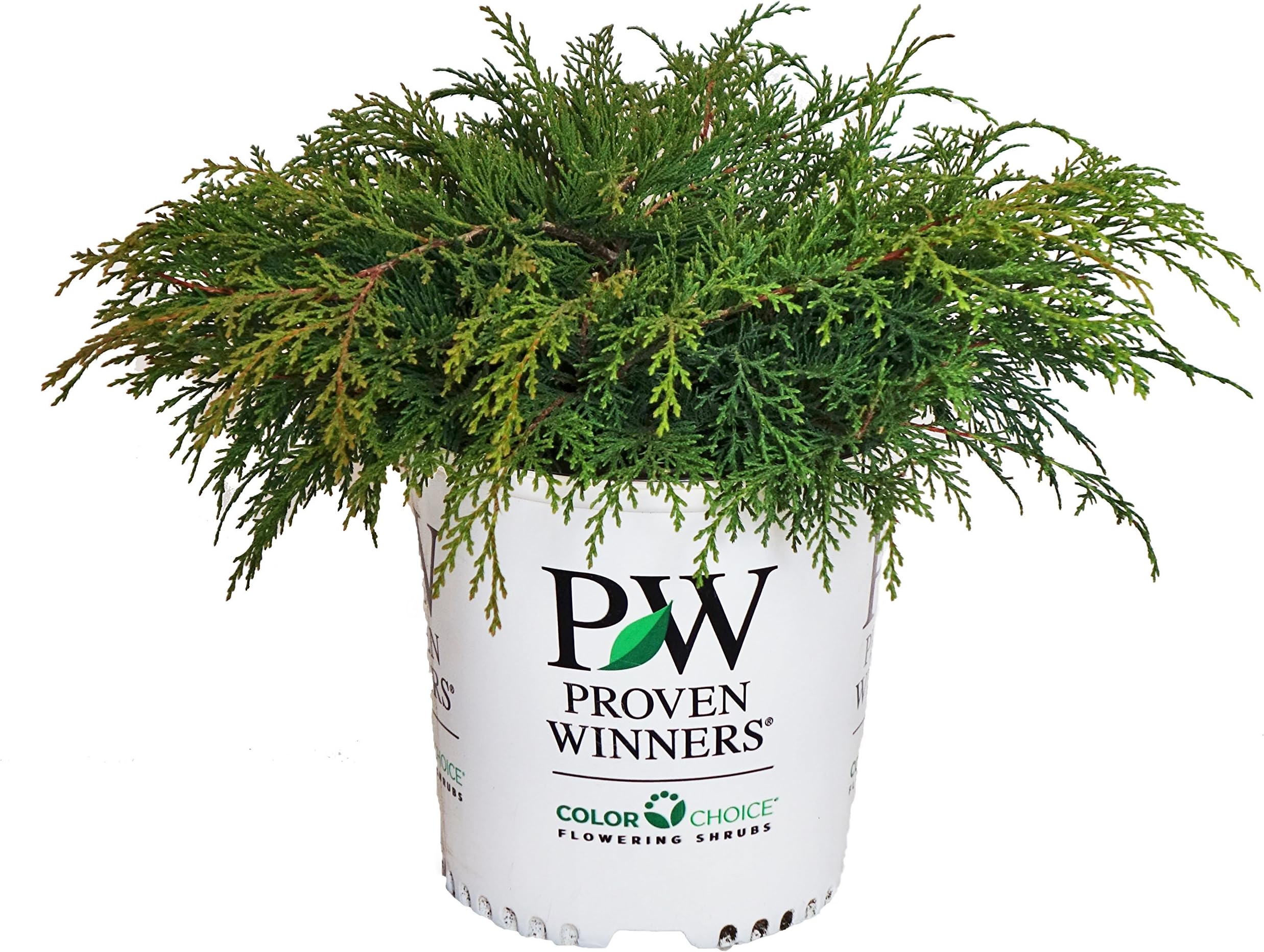 Amazon.com : Chamaecyparis p. 'True Blue' (False Cypress) Evergreen ...