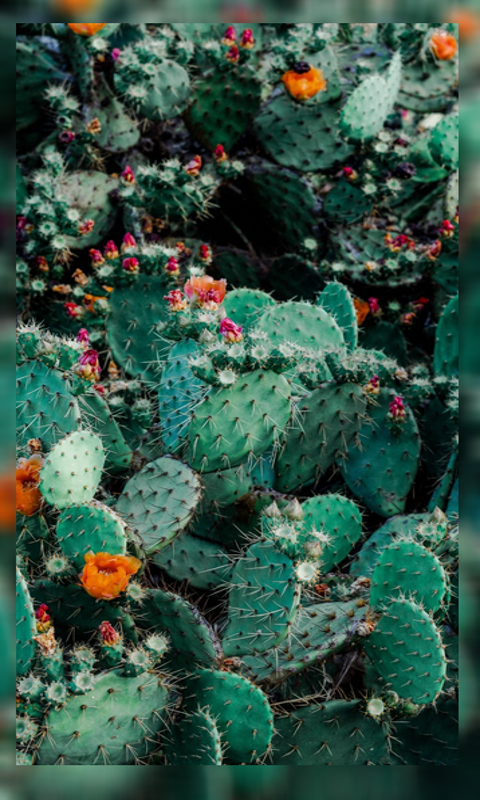 4K Cactus wallpaper HD - Aplicativo na Amazon Appstore