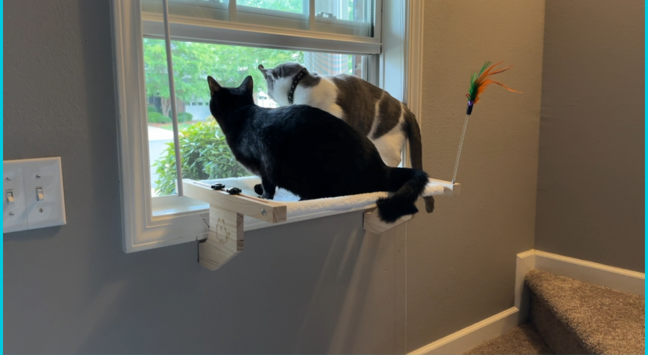 Watch Check out this amazing pet window perch on Amazon Live