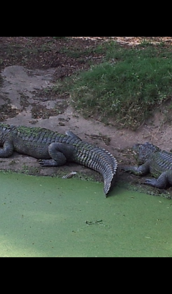 Alligator Wallpaper -- HD Wallpapers of Alligators! - App on Amazon ...