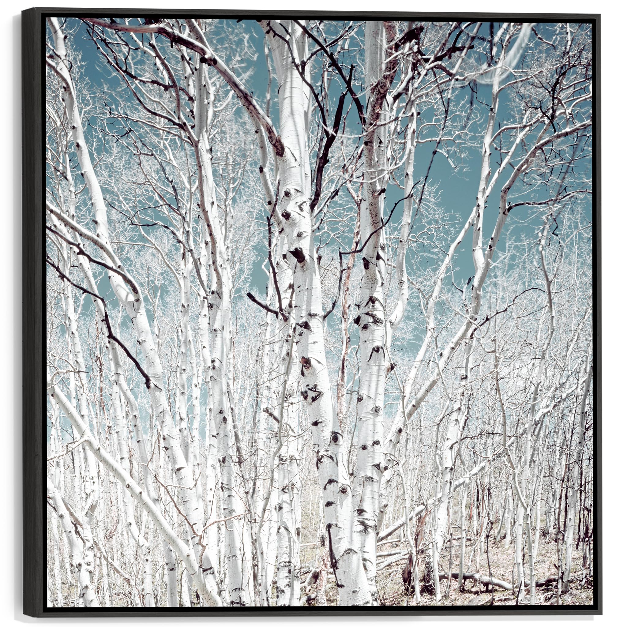 Large Silver Birch Trees Wall Art for Living Room - Framed Canvas ...